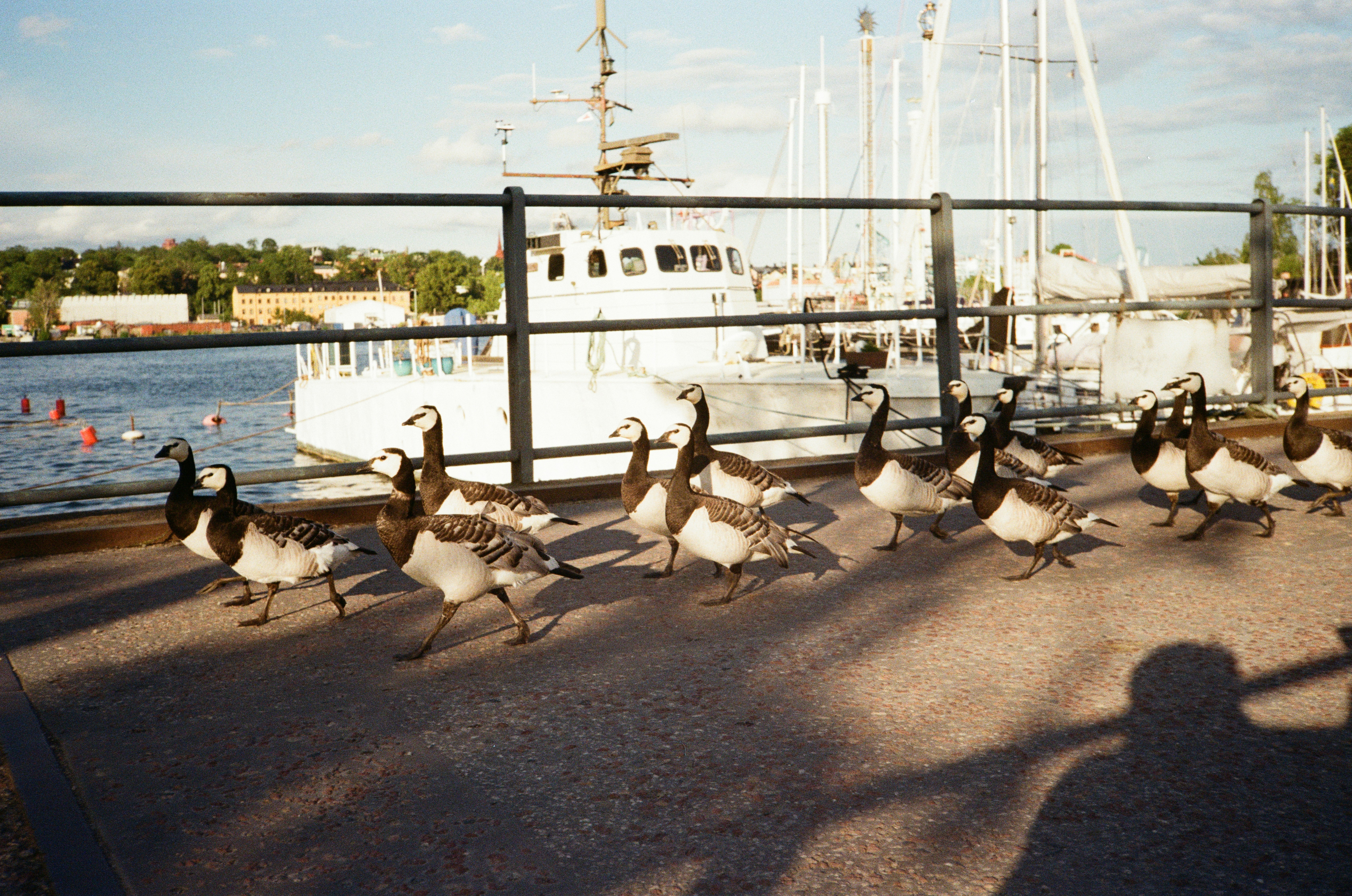 Sample photo from Rollei 35 S