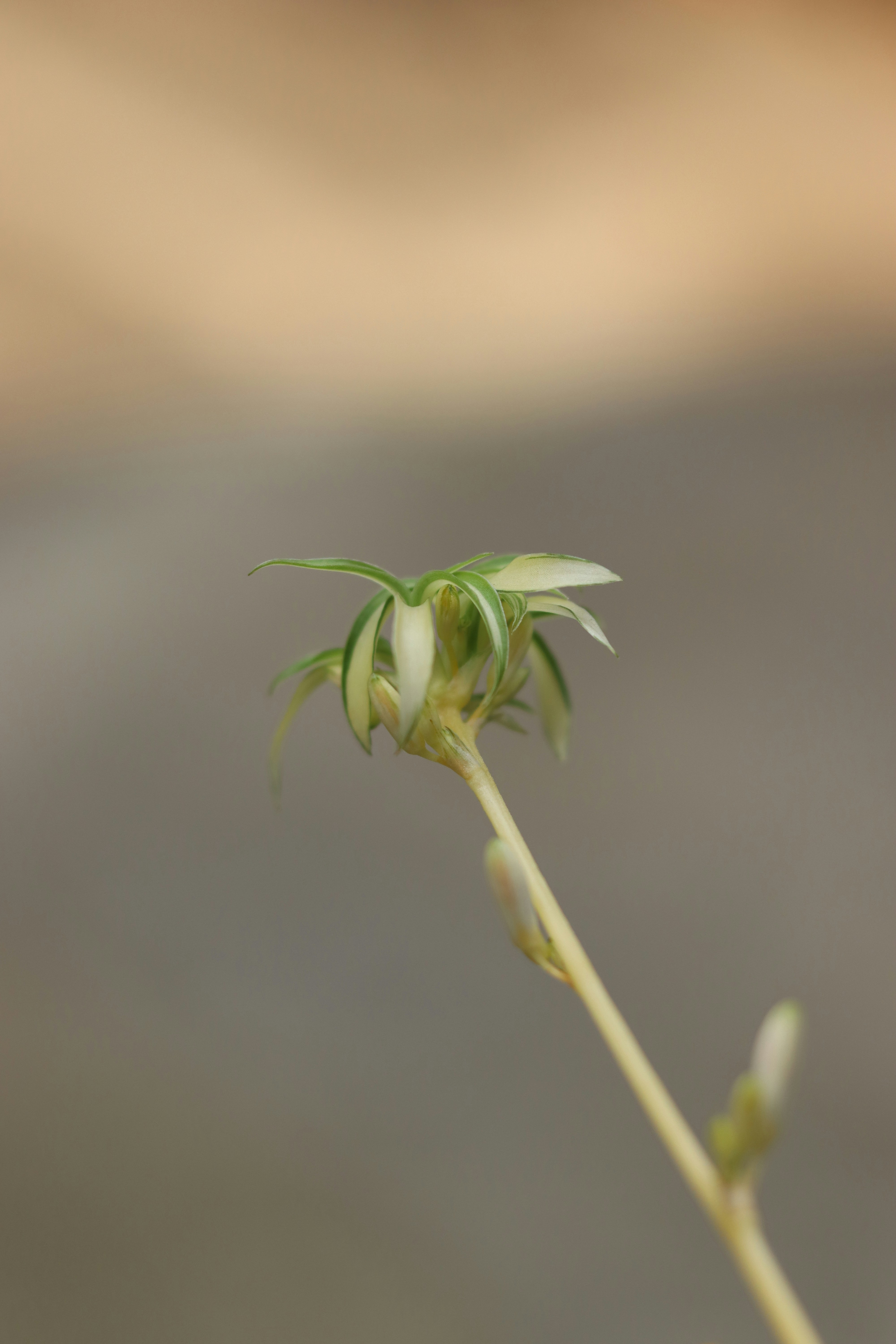 A delicate plant with green and white leaves.