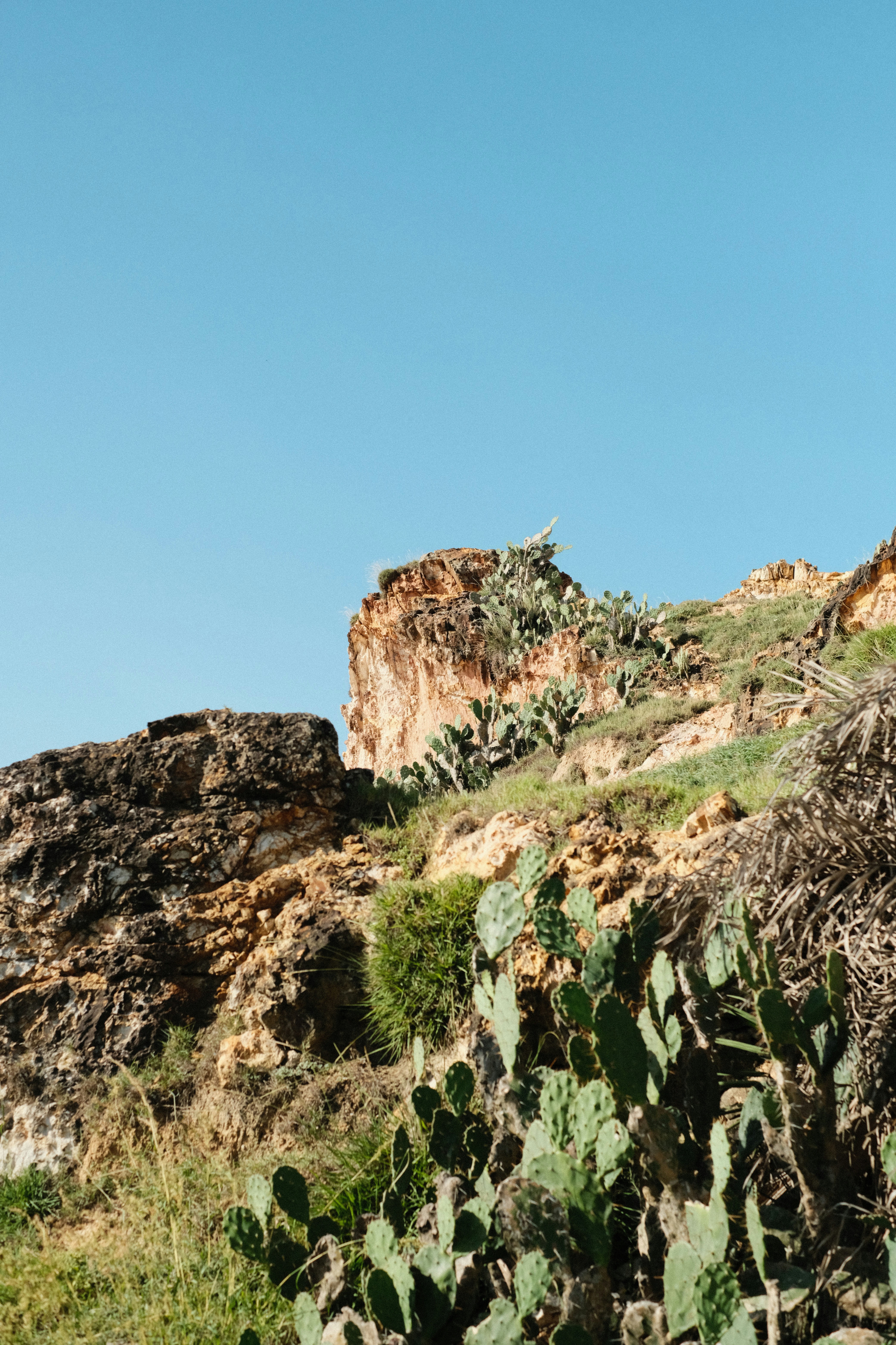 Cacti grow on a rocky hillside under a blue sky.