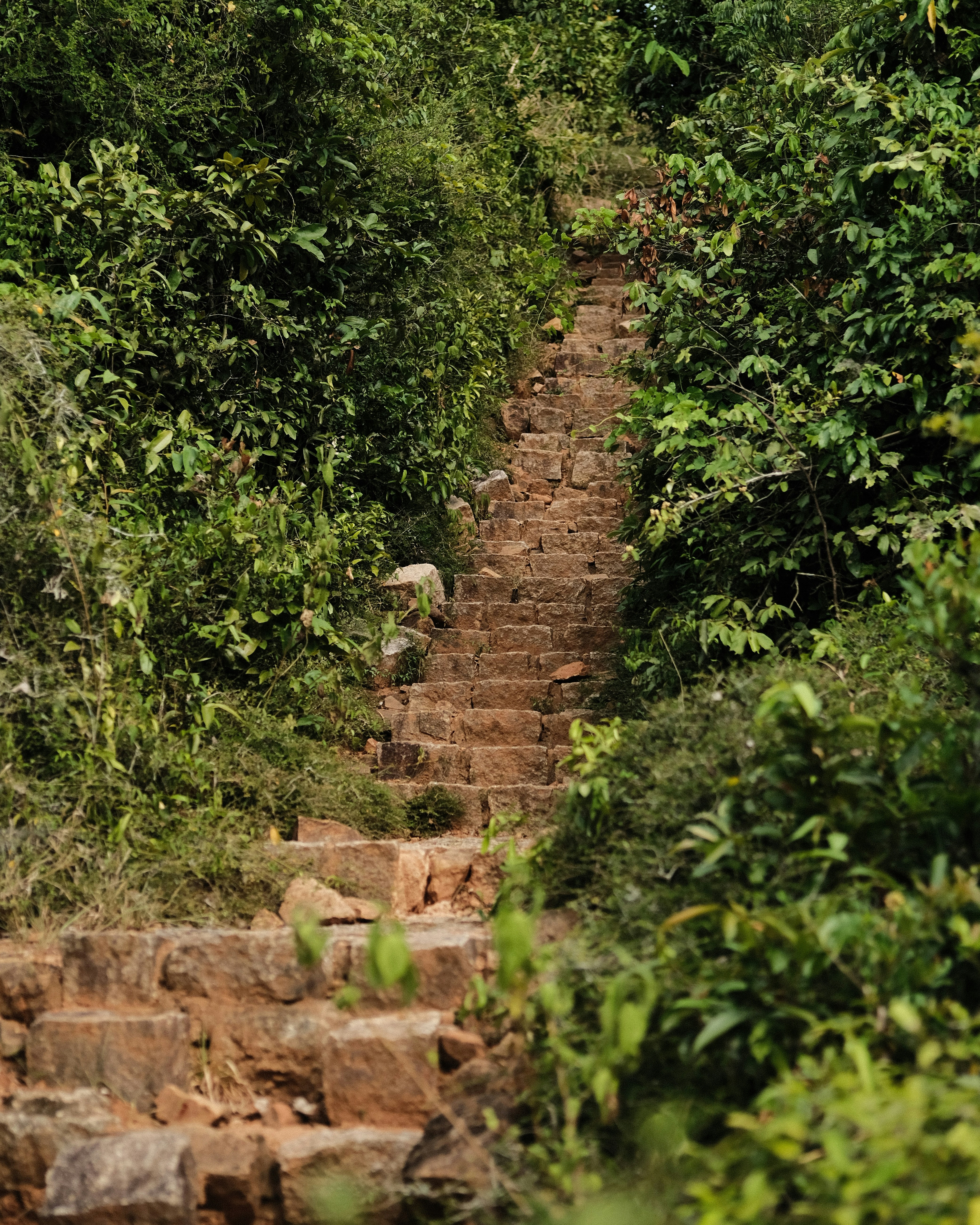 Stone steps lead up through lush, green foliage.