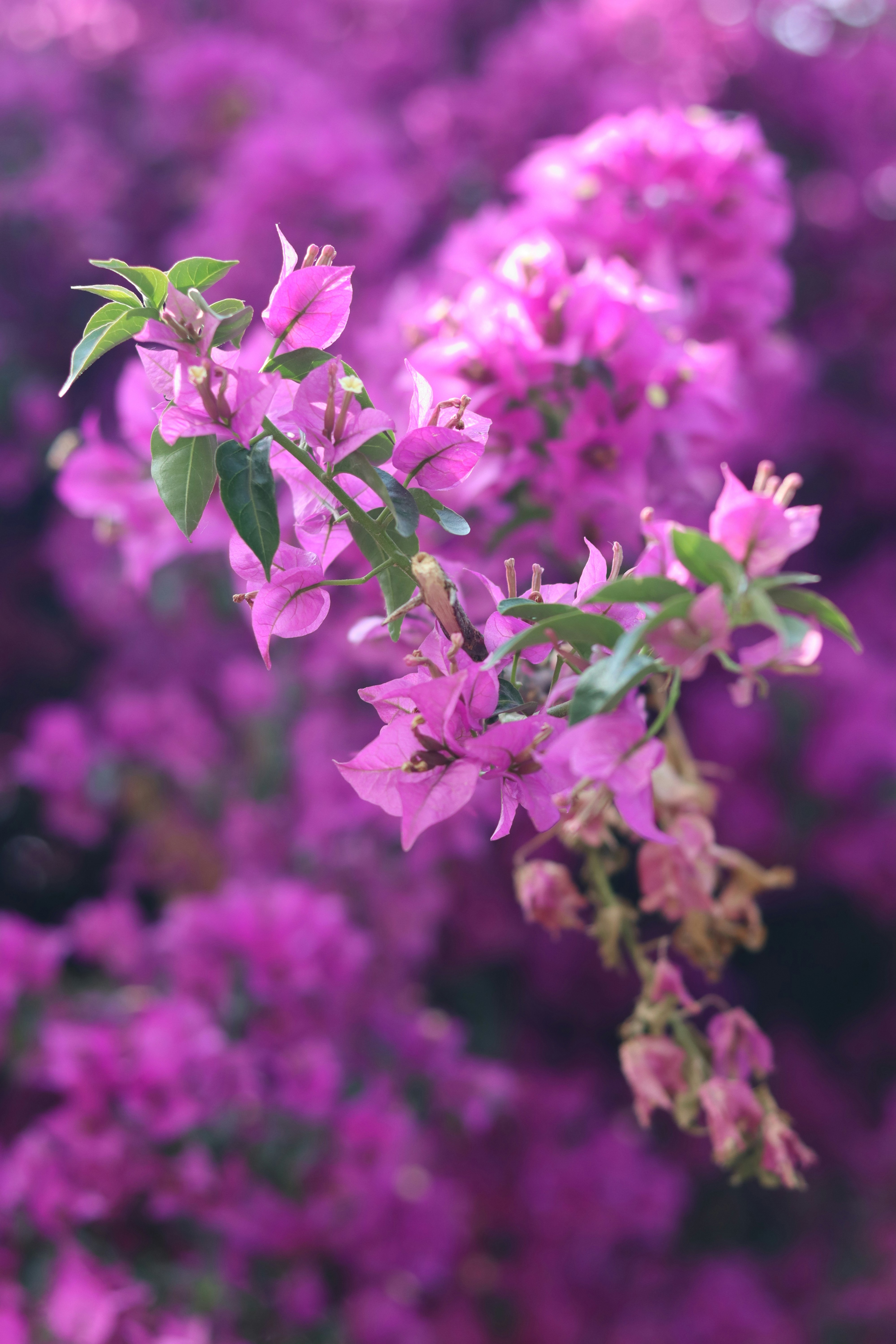 Bougainvillea branches adorned with bright purple flowers against a blurred background of more blooms. 