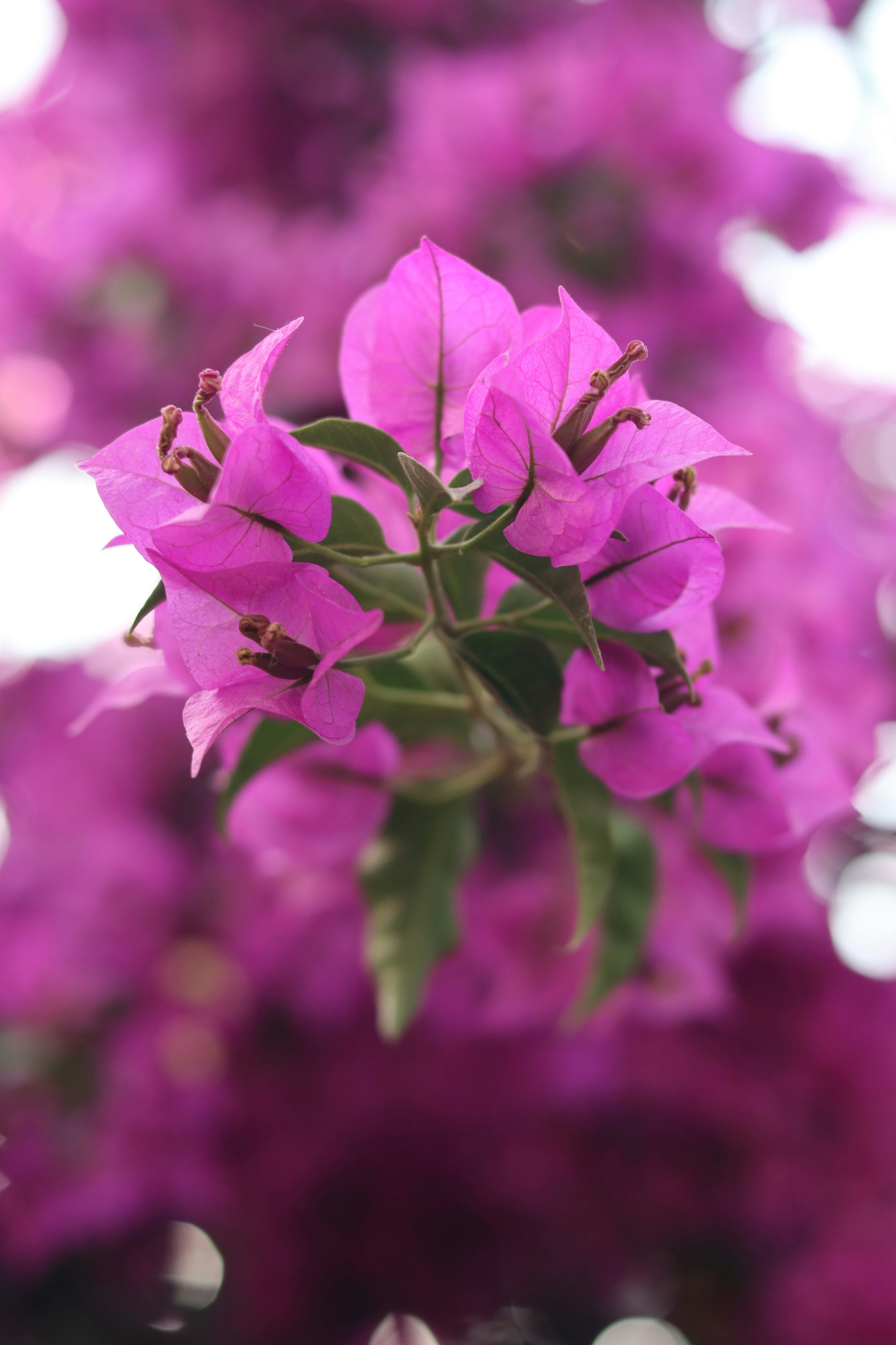 Vibrant bougainvillea flowers showcasing a rich palette of pinks and greens against a softly blurred background.