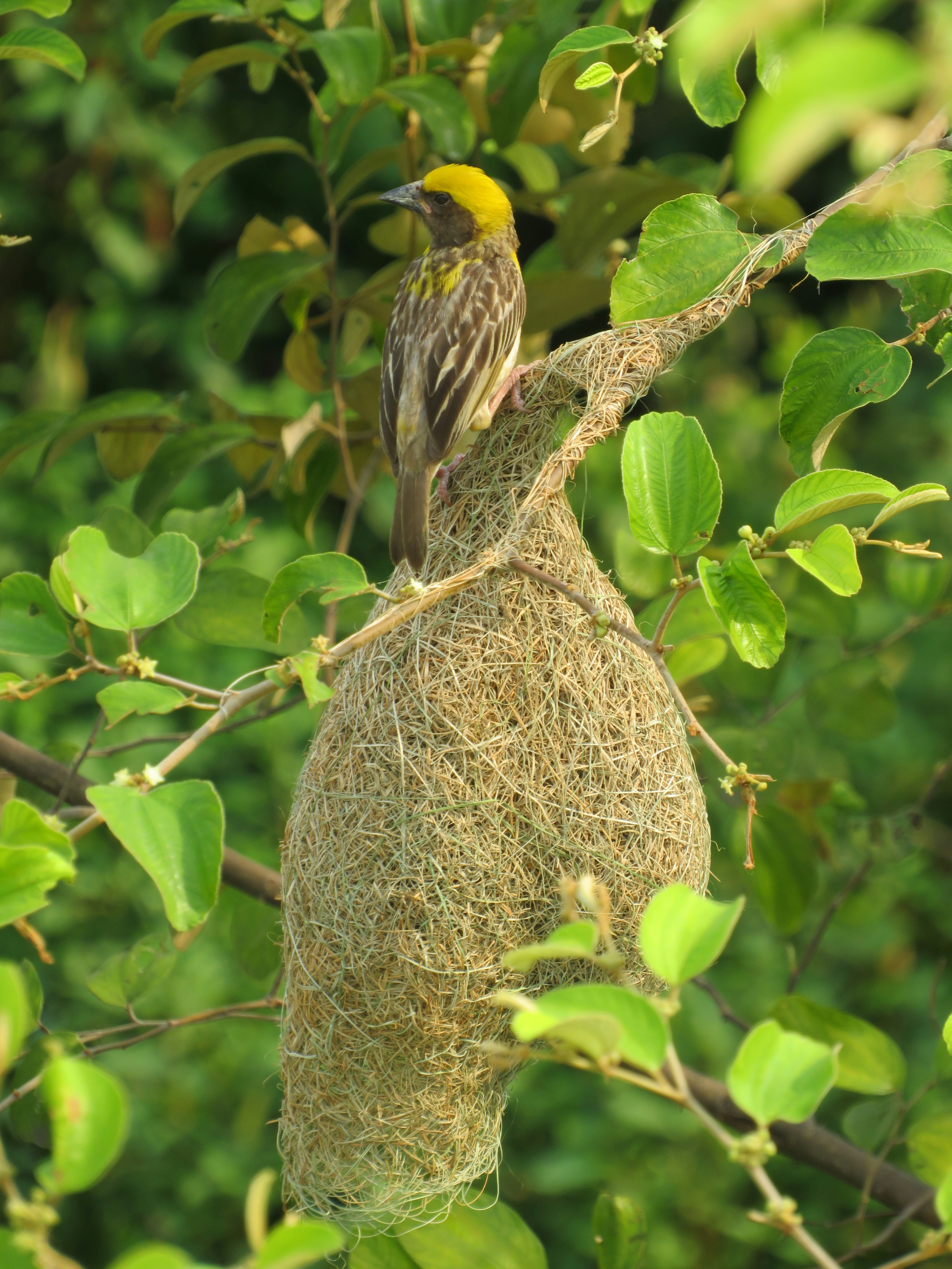 Architect of Nature: The Weaver Bird's Masterpiece