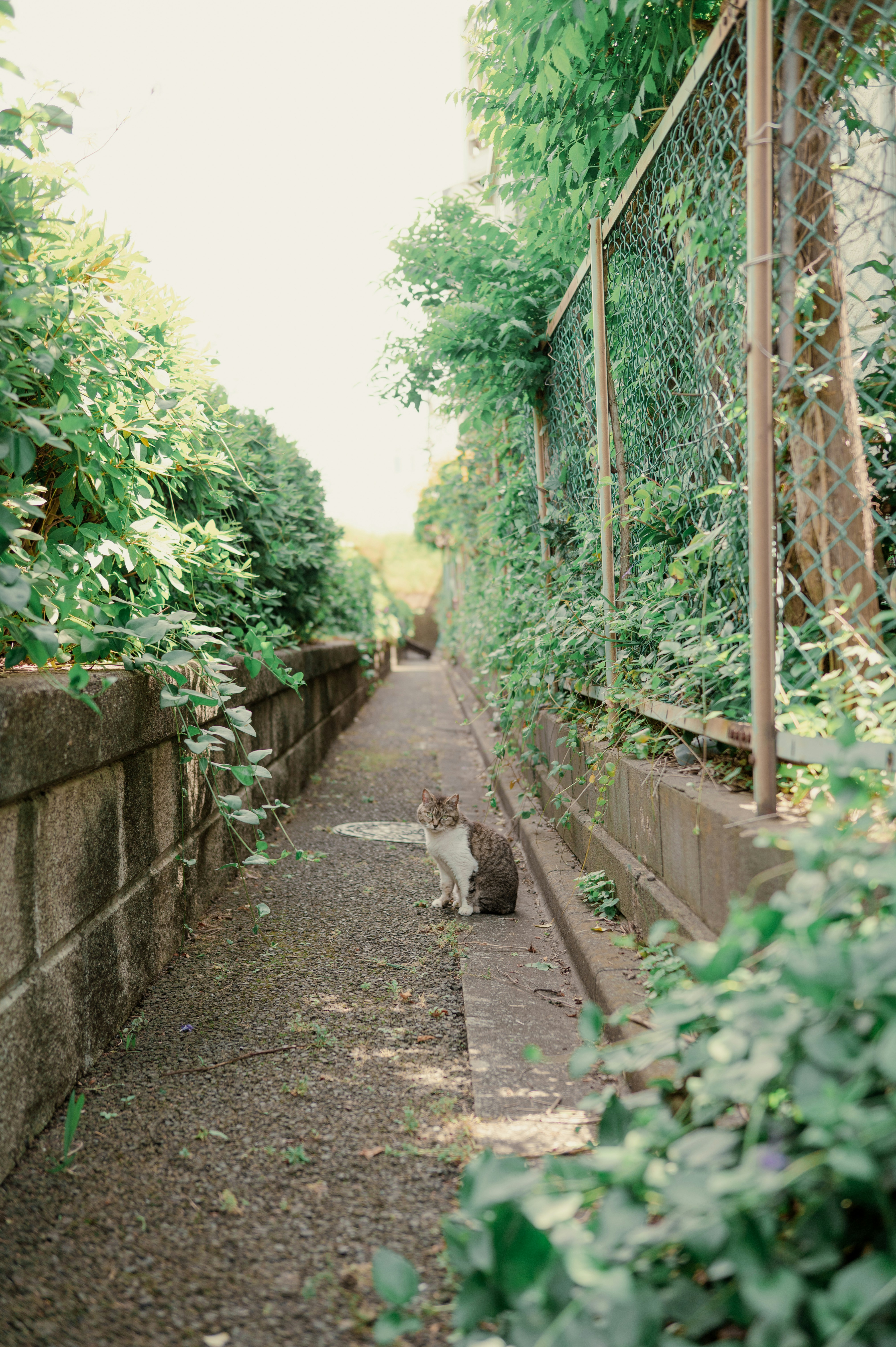 A cat poses on a path beside lush greenery.