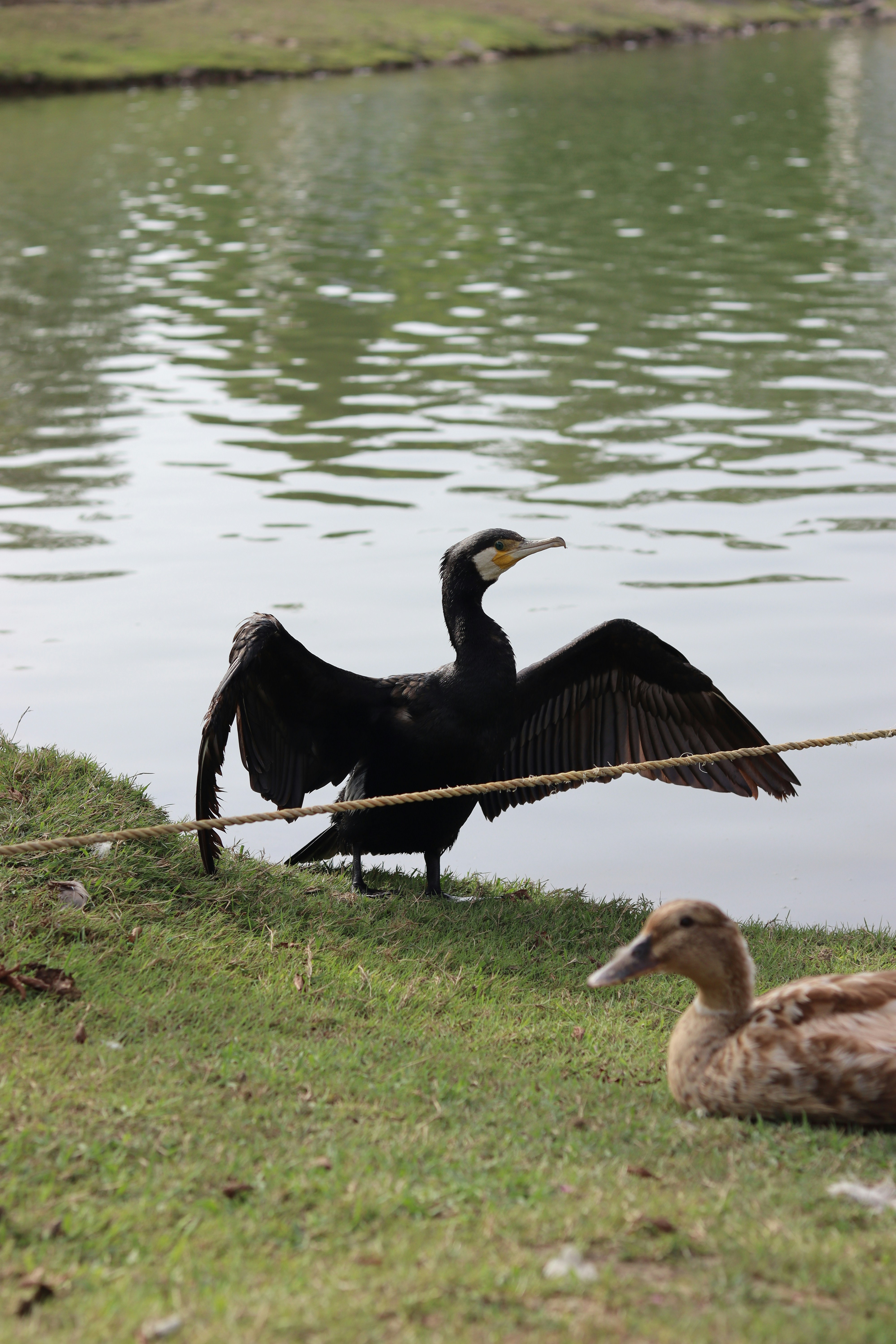 Heron by the Pond: Wings Open, Grounded in Quiet Grass