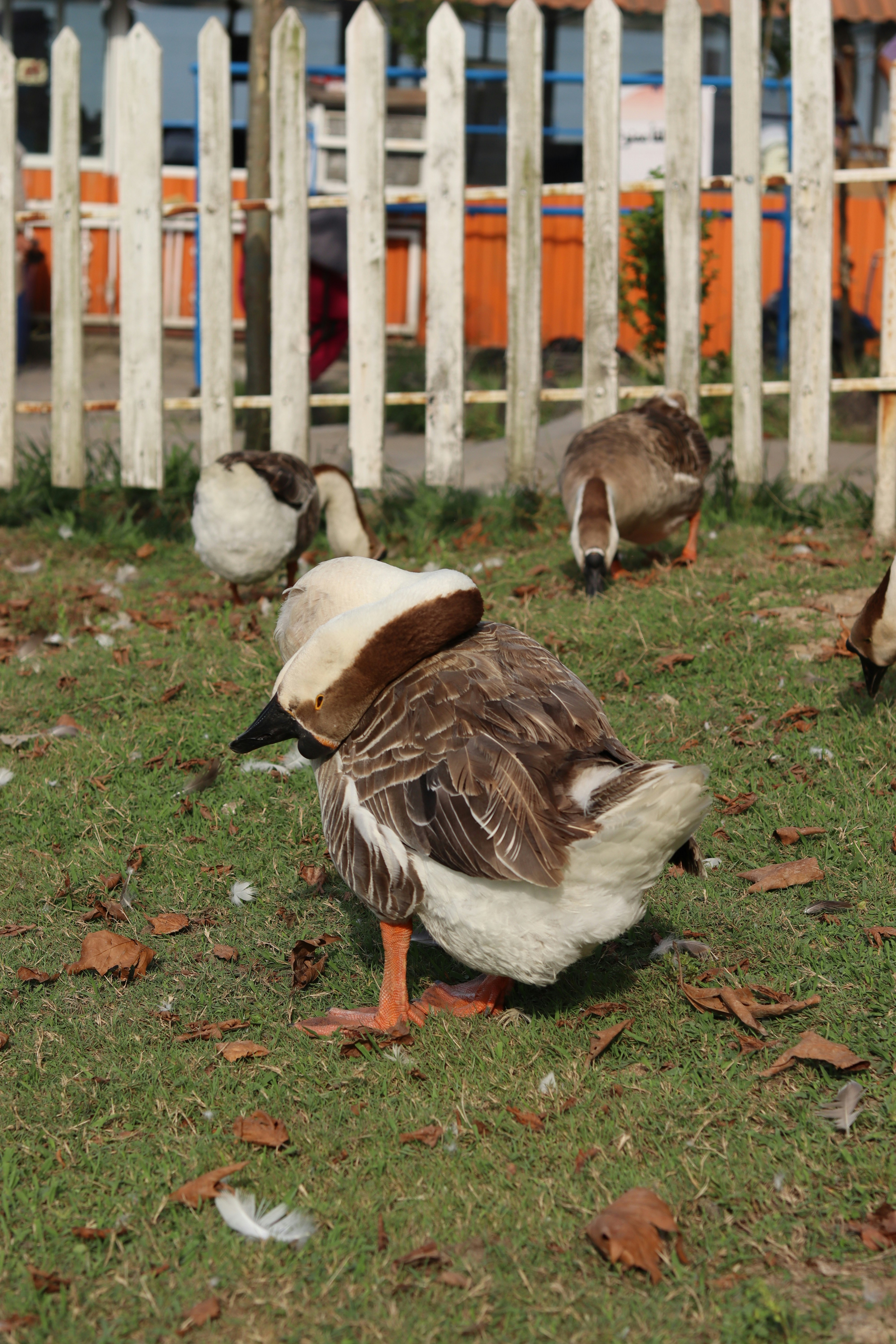 Geese are grazing on grass near a white fence.
