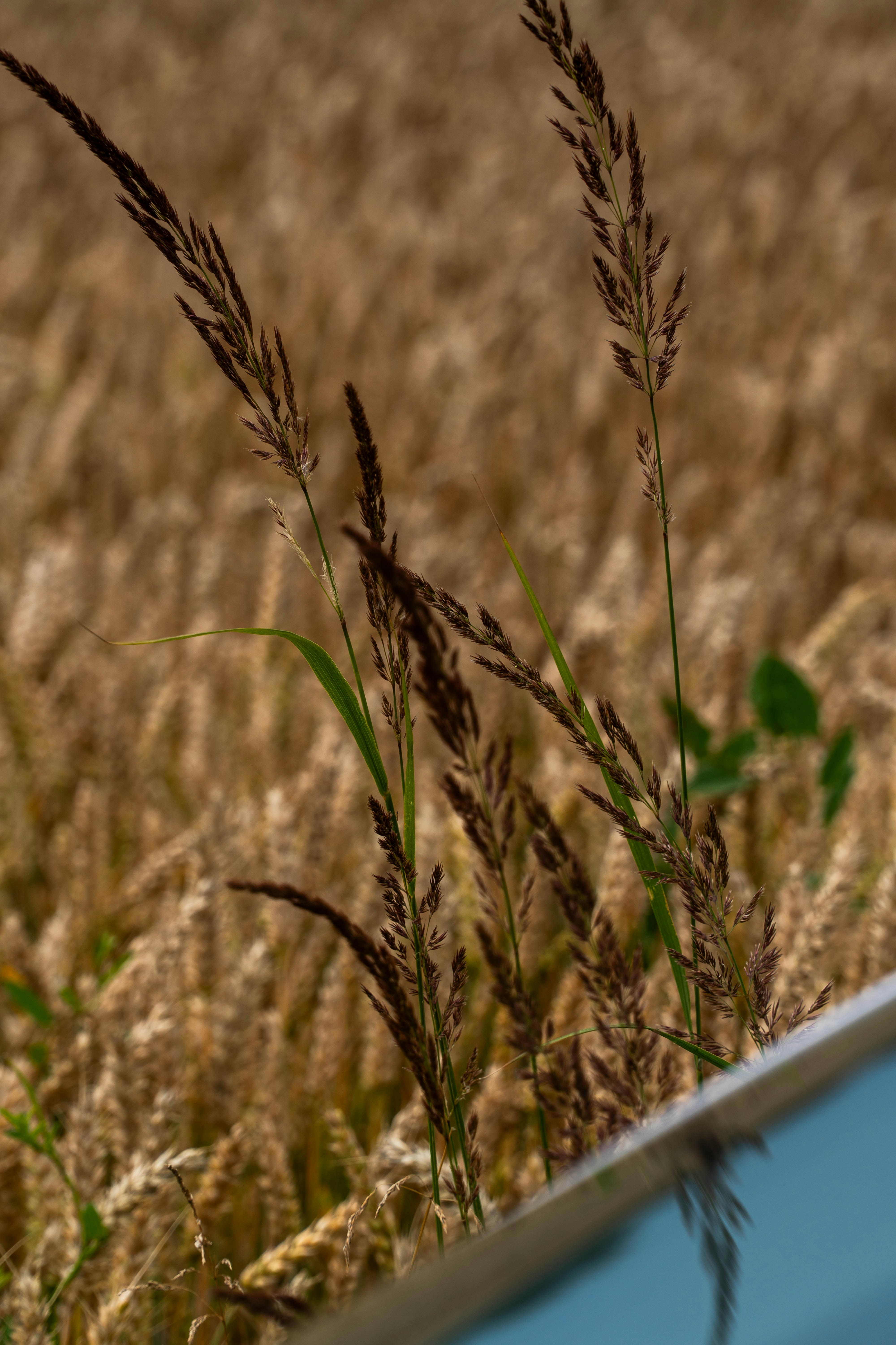 Whispers of the Wheat Field