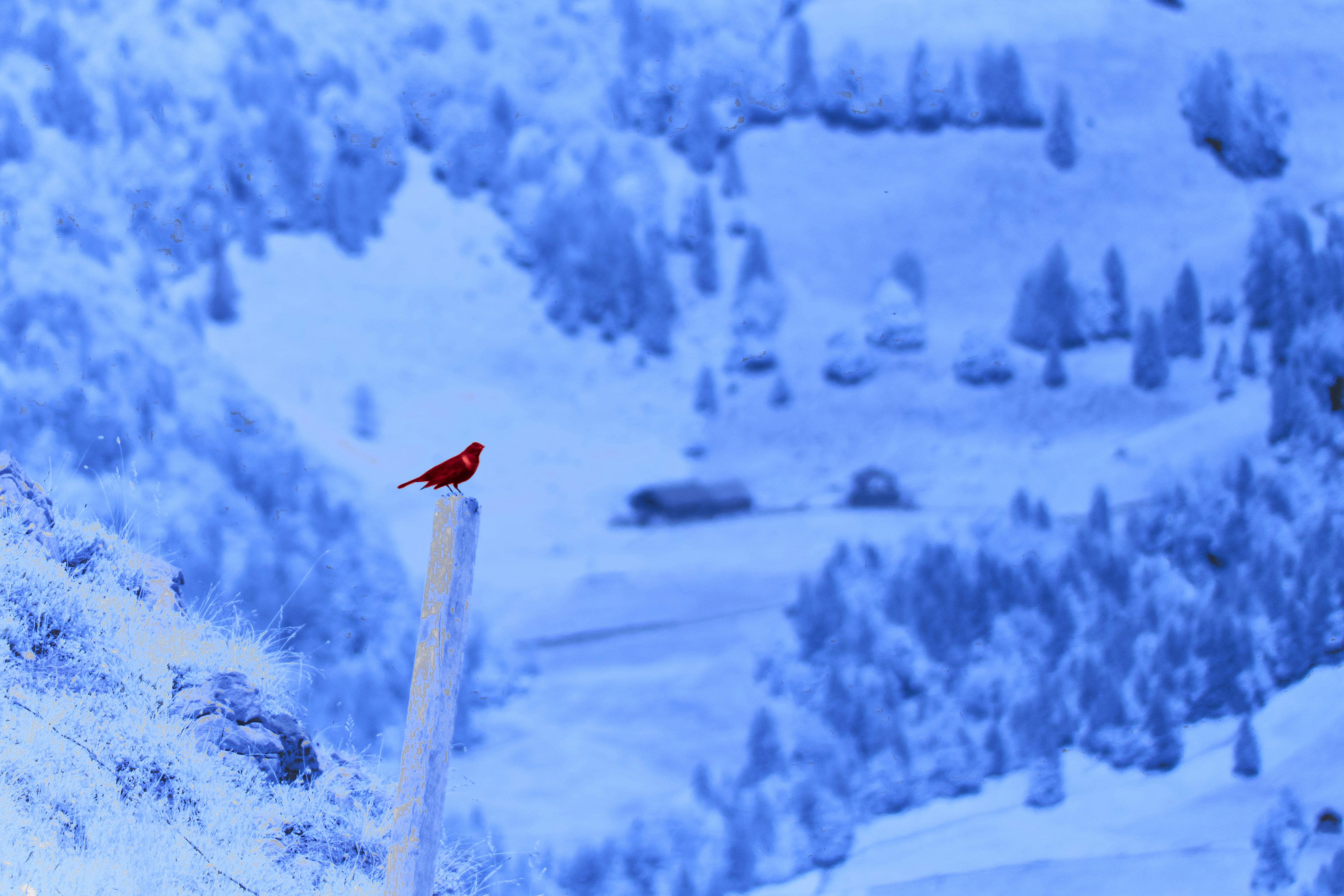 Crimson Sentinel Amidst a Frosty Expanse