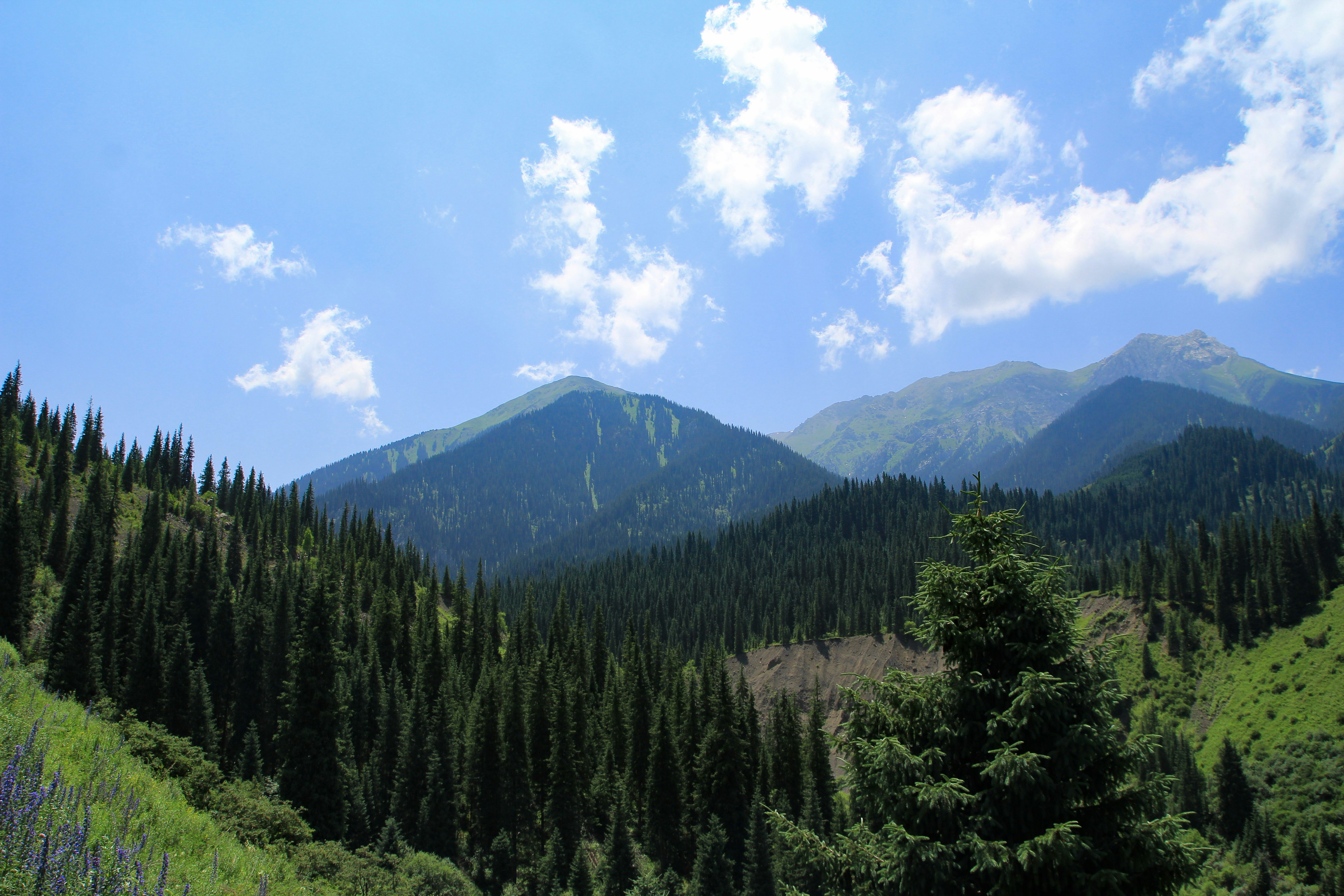 Mountains and pine trees under a sunny sky.