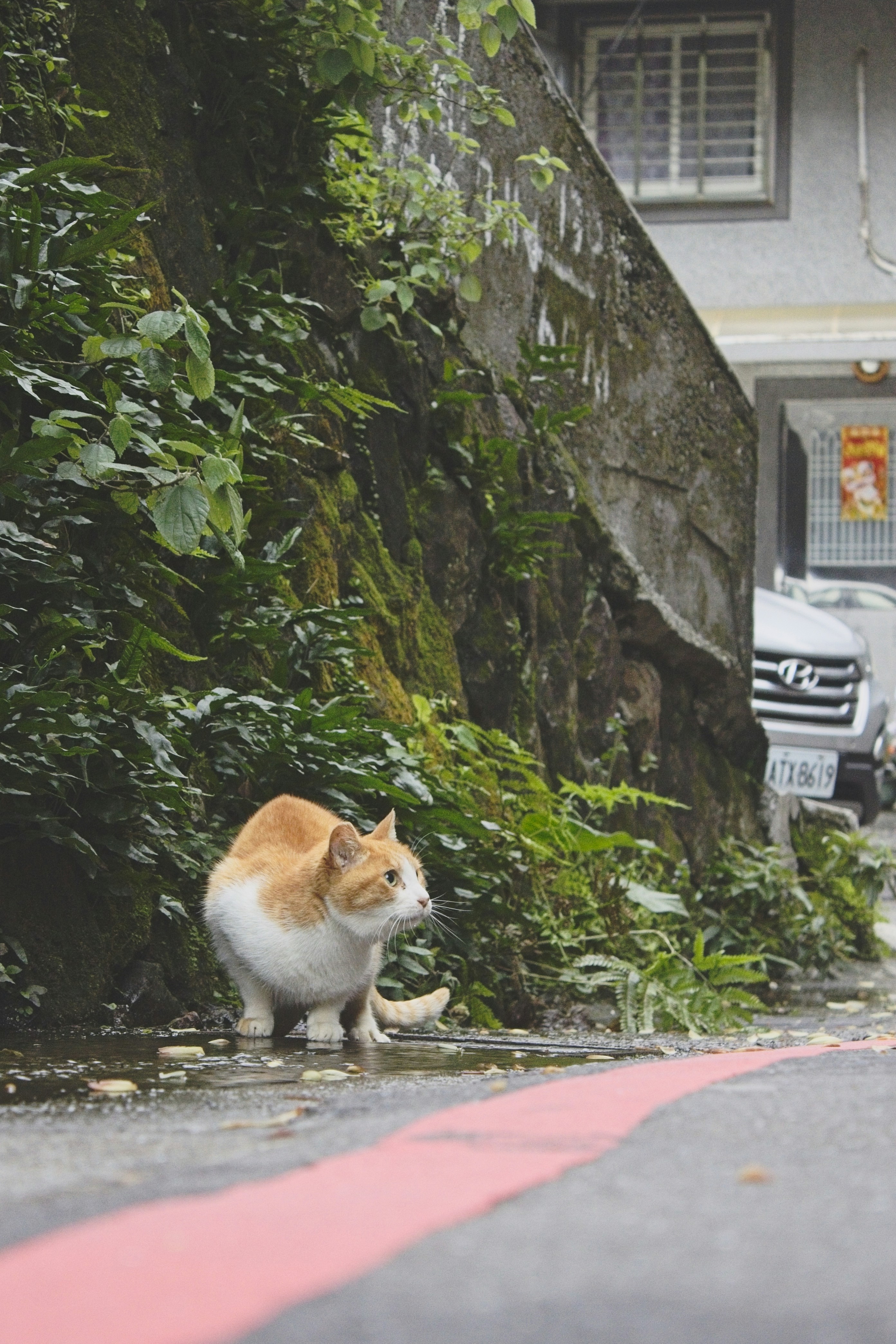 A curious cat explores a lush, green alleyway beside a red-painted path, with a hint of urban life in the background.