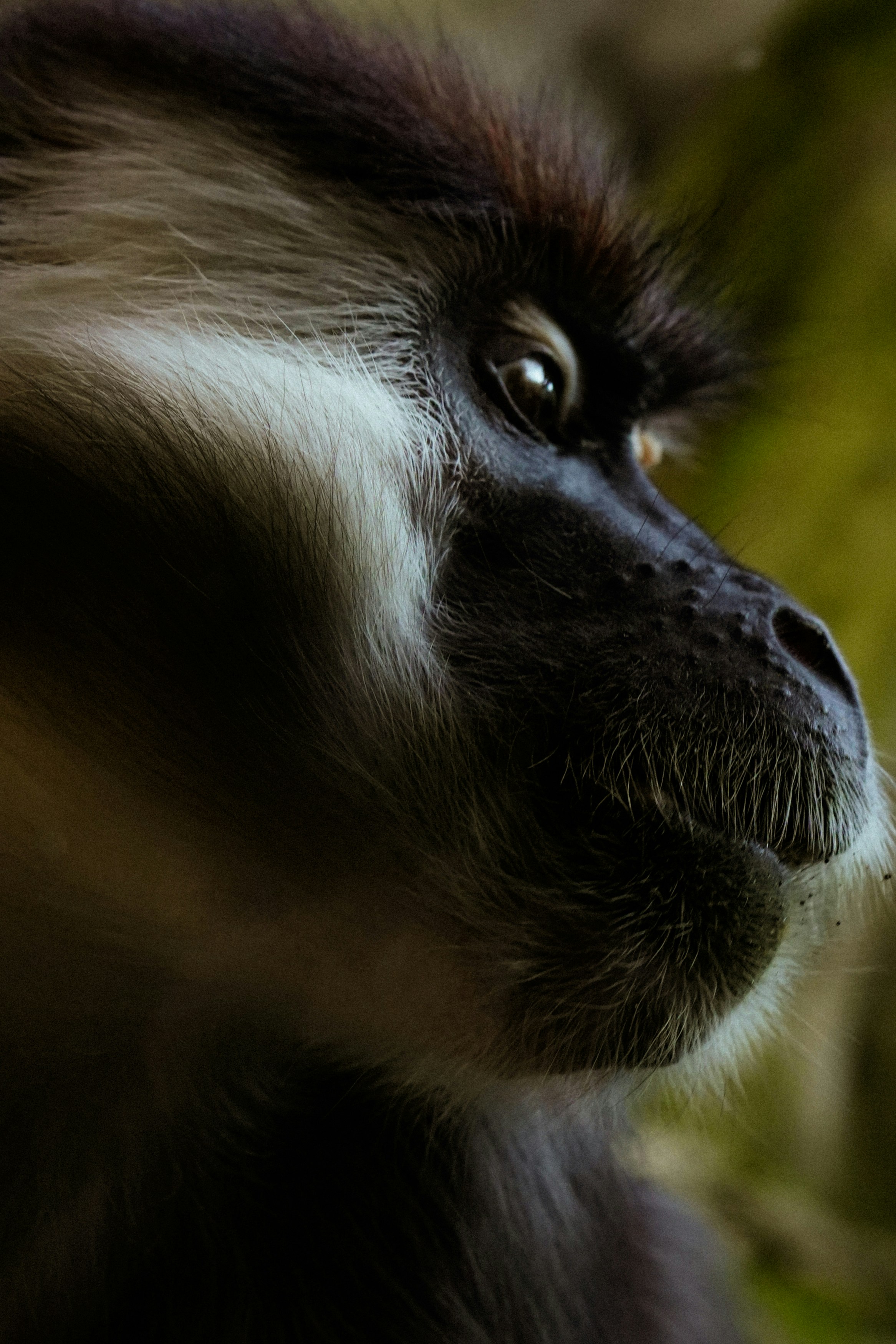 Silent Contemplation of the Primate