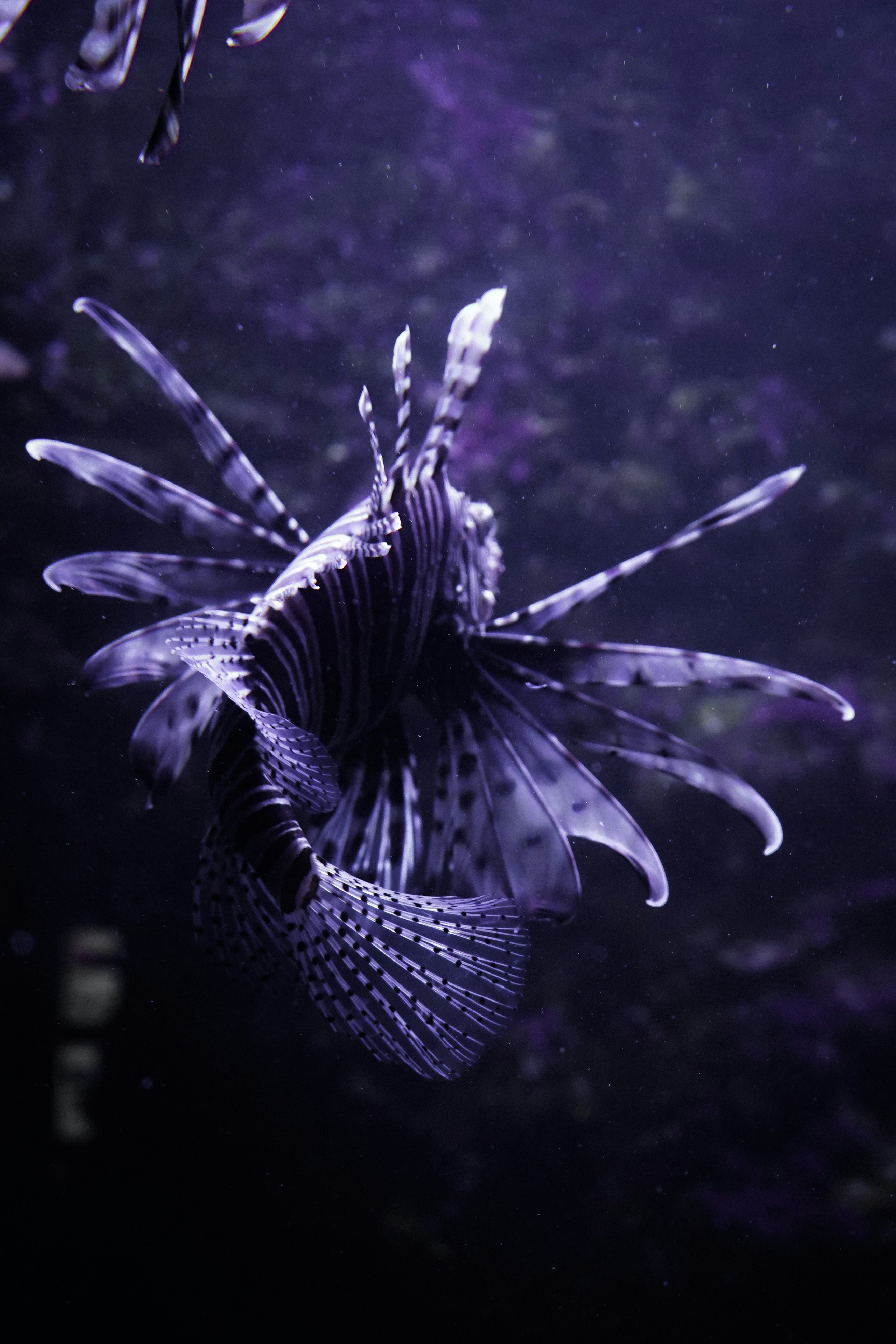 Elegance in the Deep: The Dance of the Lionfish