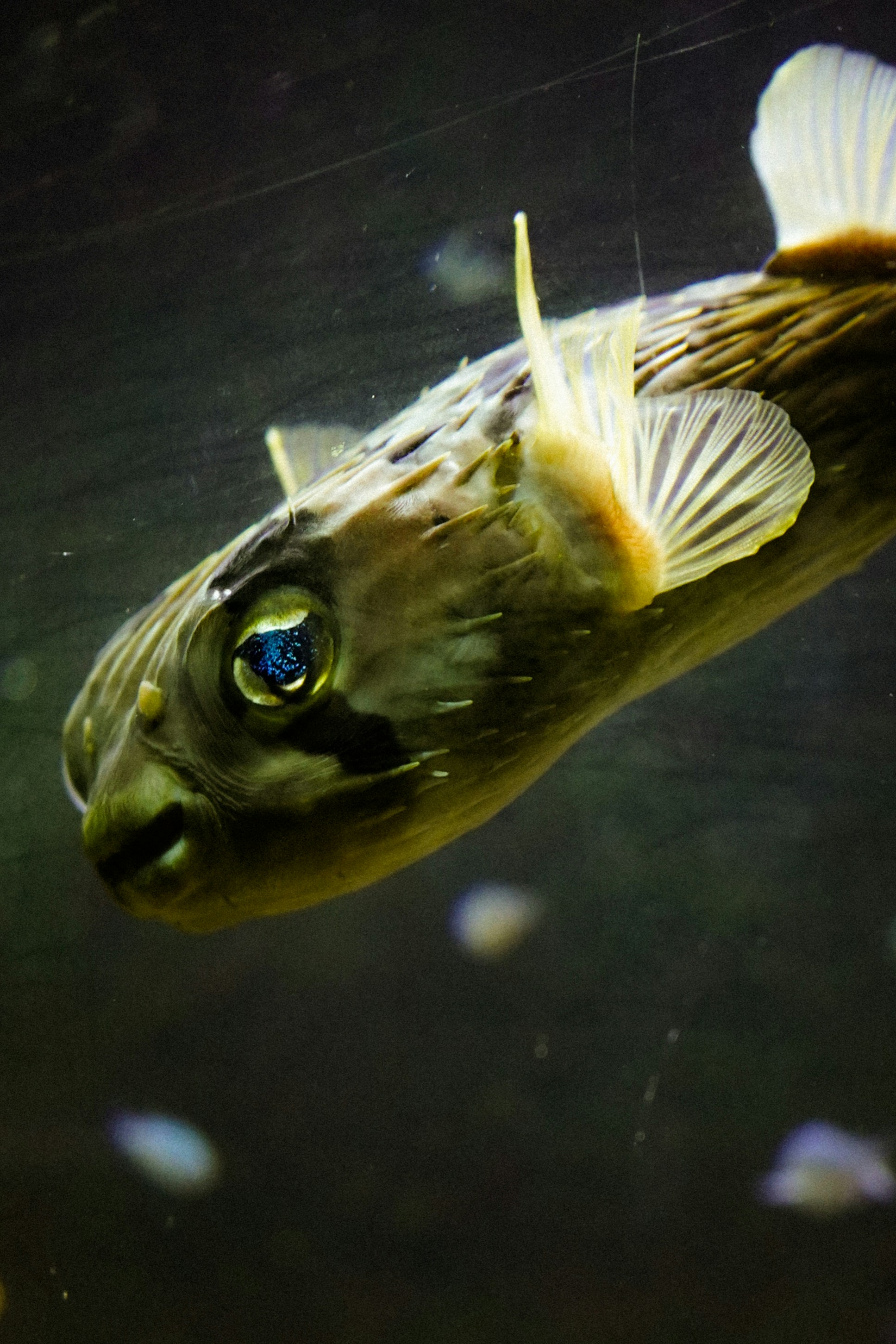 A side profile of a balloonfish that appears to lock eyes with the viewer. Its shimmering blue glints and curious expression evoke both innocence and mystery from the depths of the sea. | A spiky pufferfish swims in the dark water.