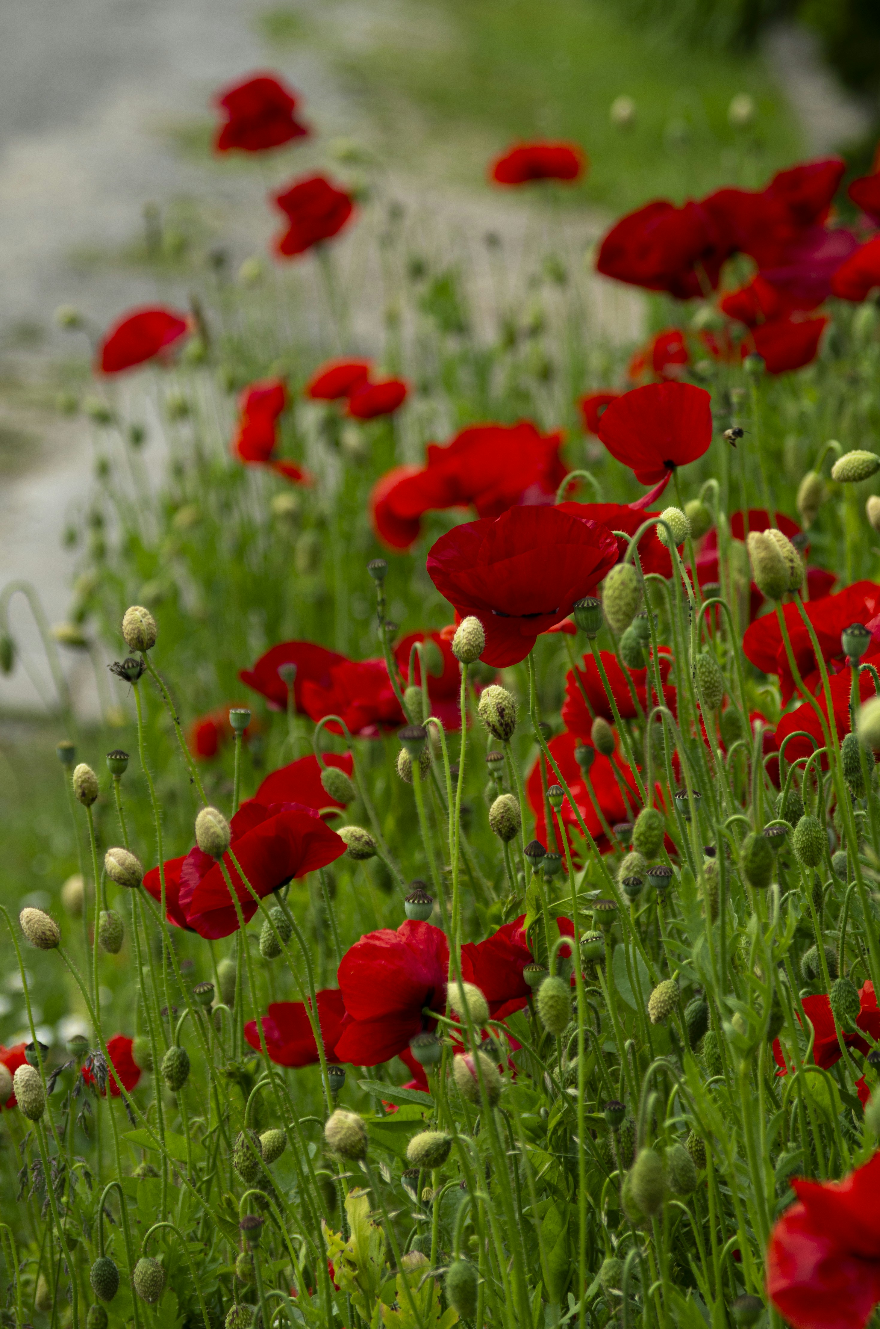 Red poppies bloom in a field of green.