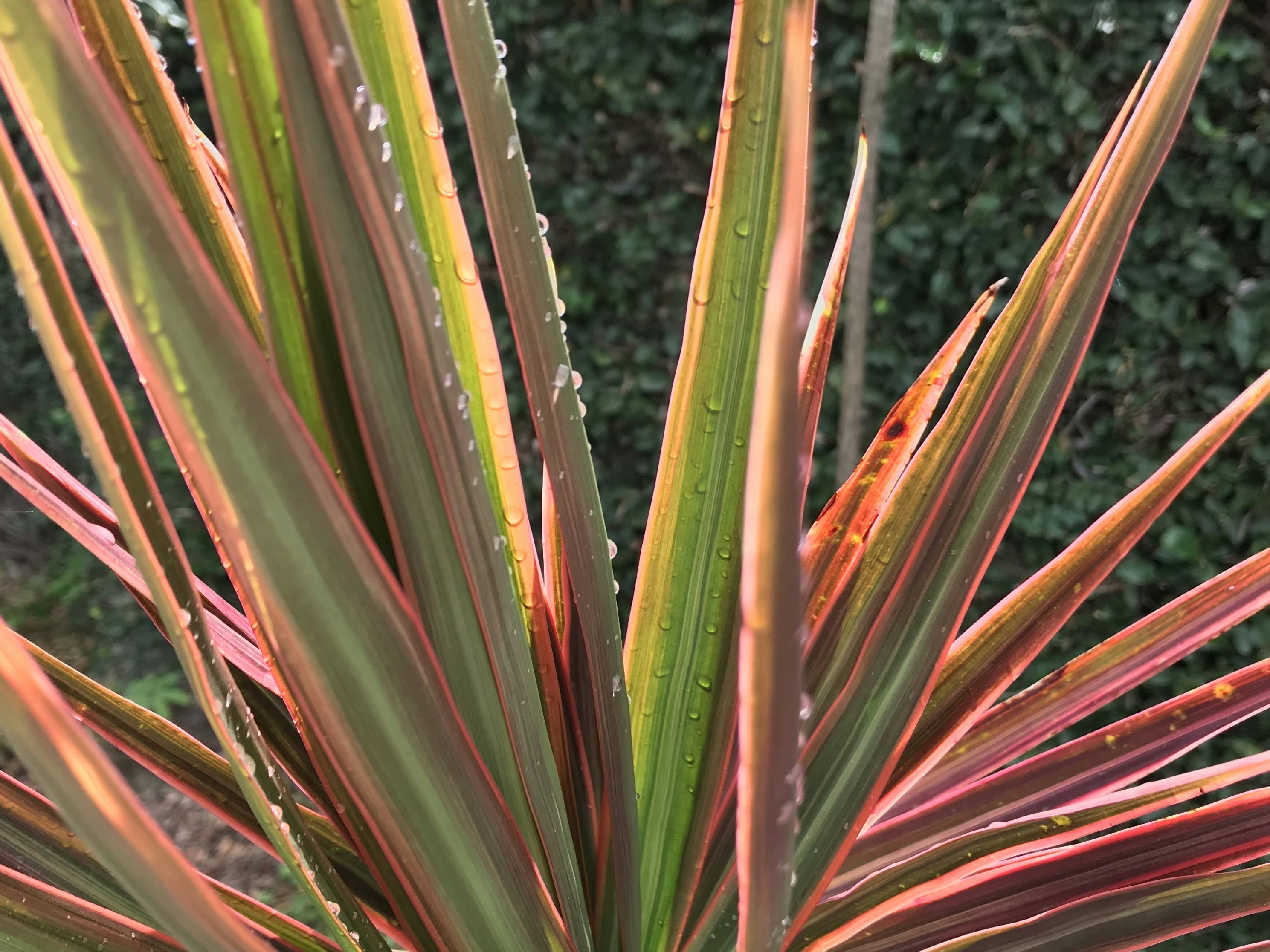 Striking plant leaves displaying shades of green and red.