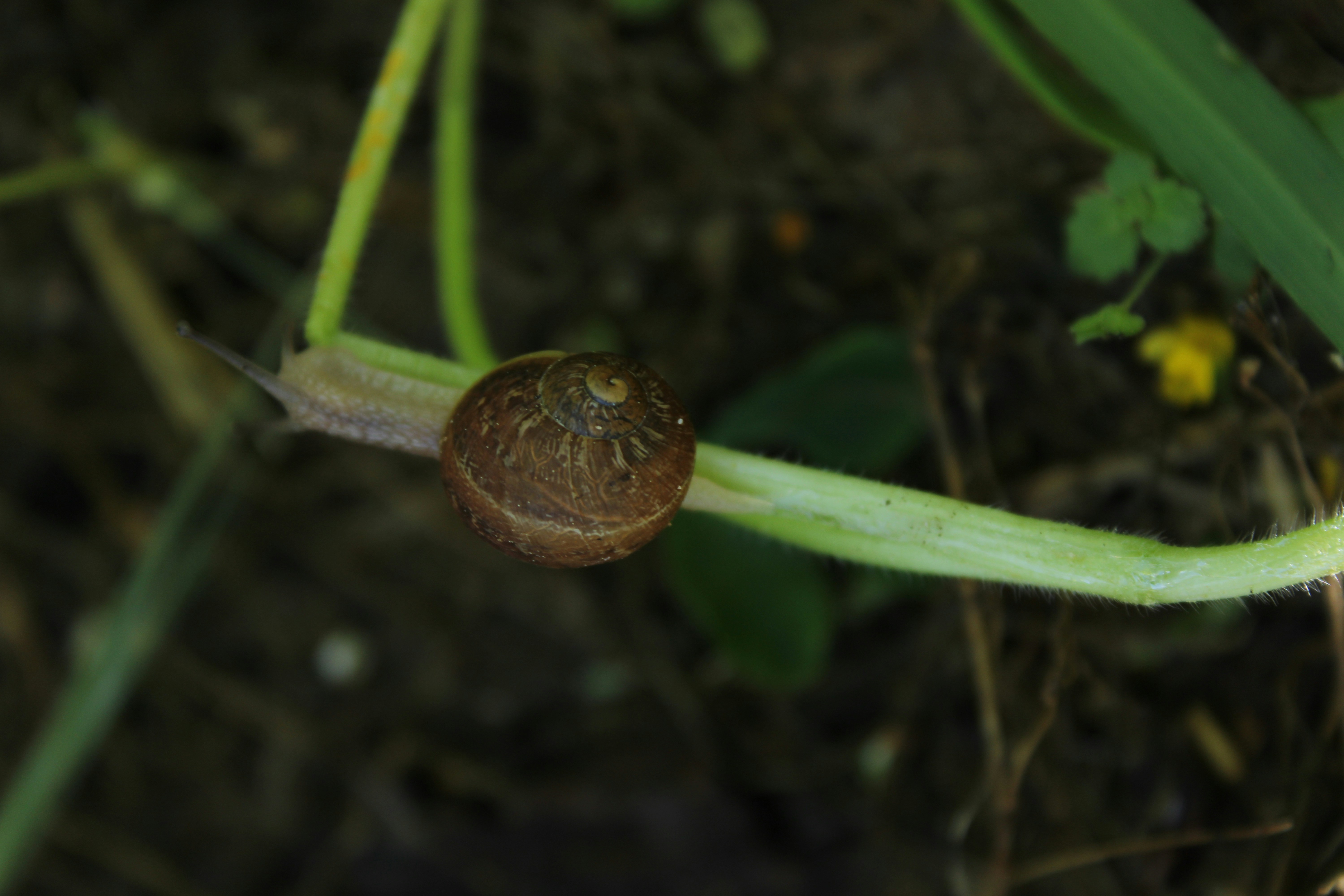 A close-up view of a snail nestled on a green stem, showcasing its intricate shell patterns against a blurred natural background.
