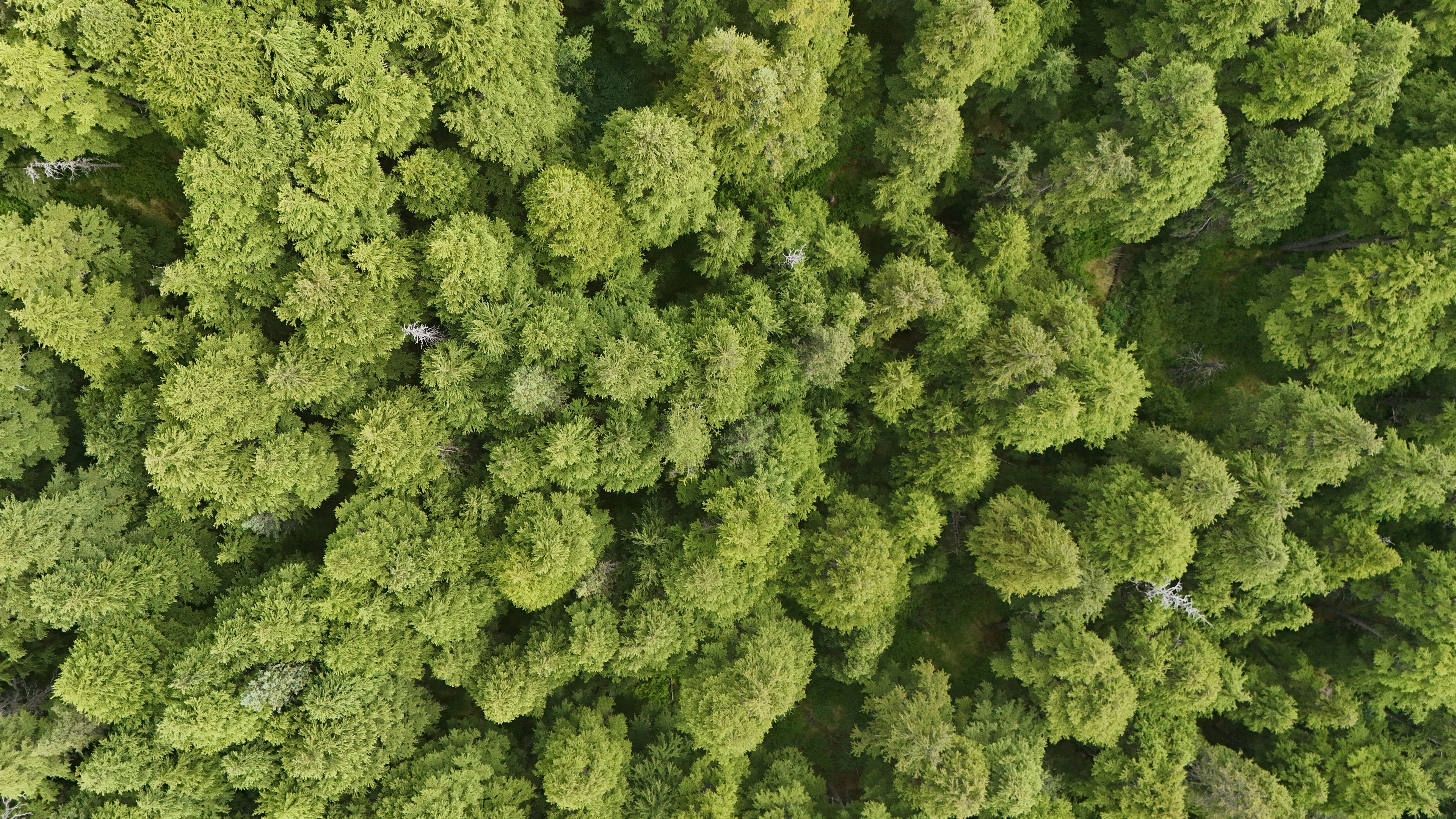 Overhead view of a lush green forest.