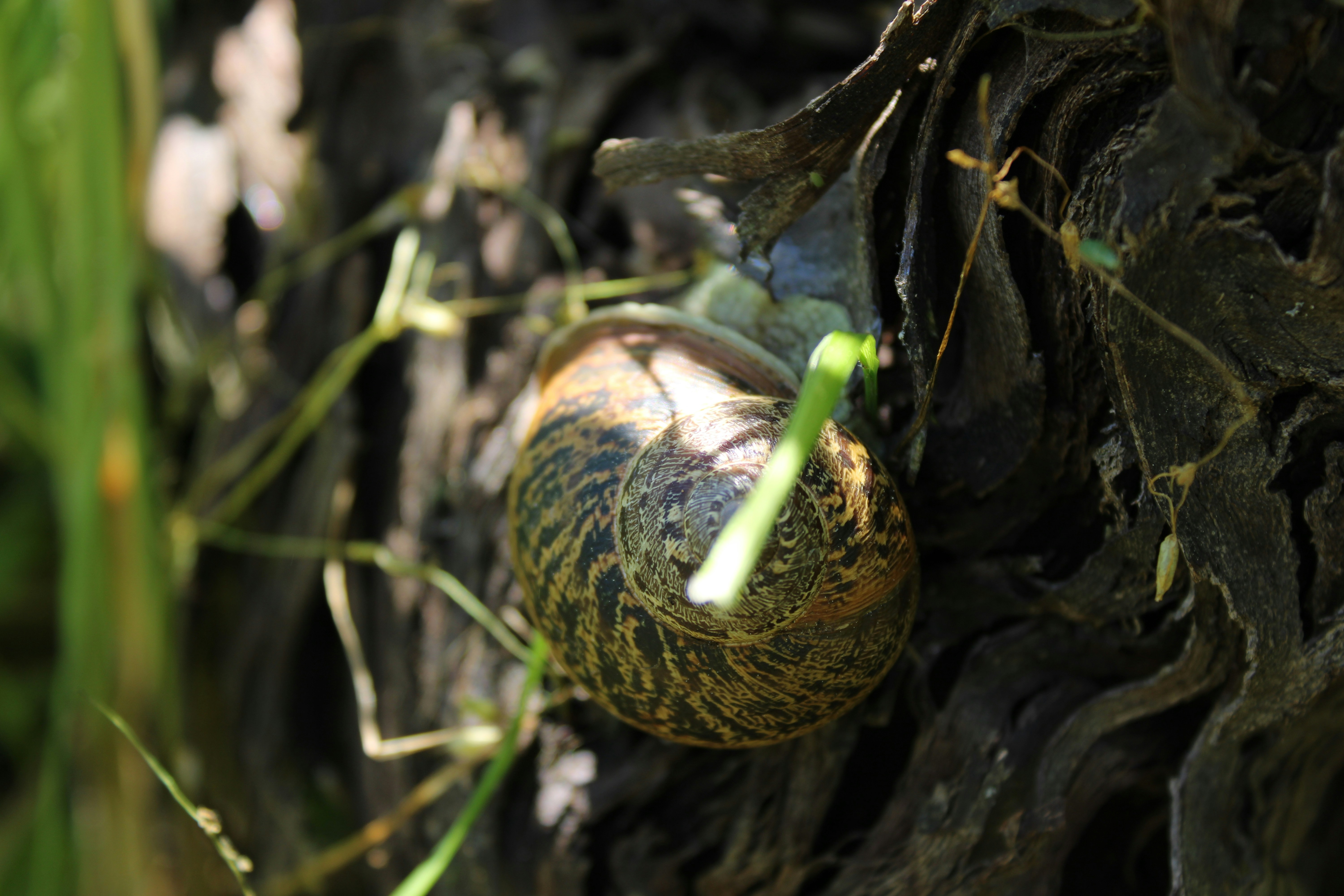 Nature's Intricate Shell: A Hidden Marvel
