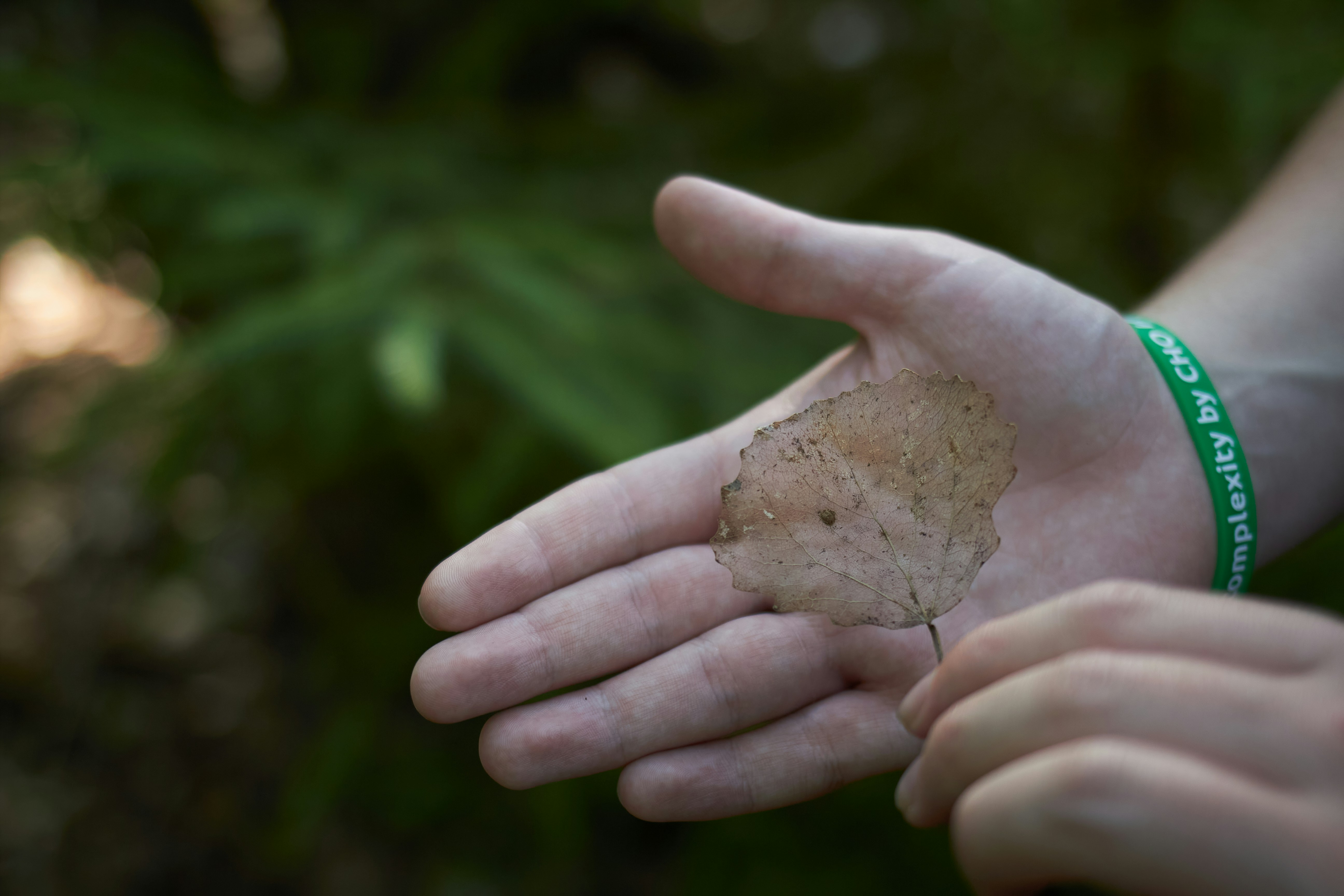 Nature's Fragile Remnant: A Leaf's Story