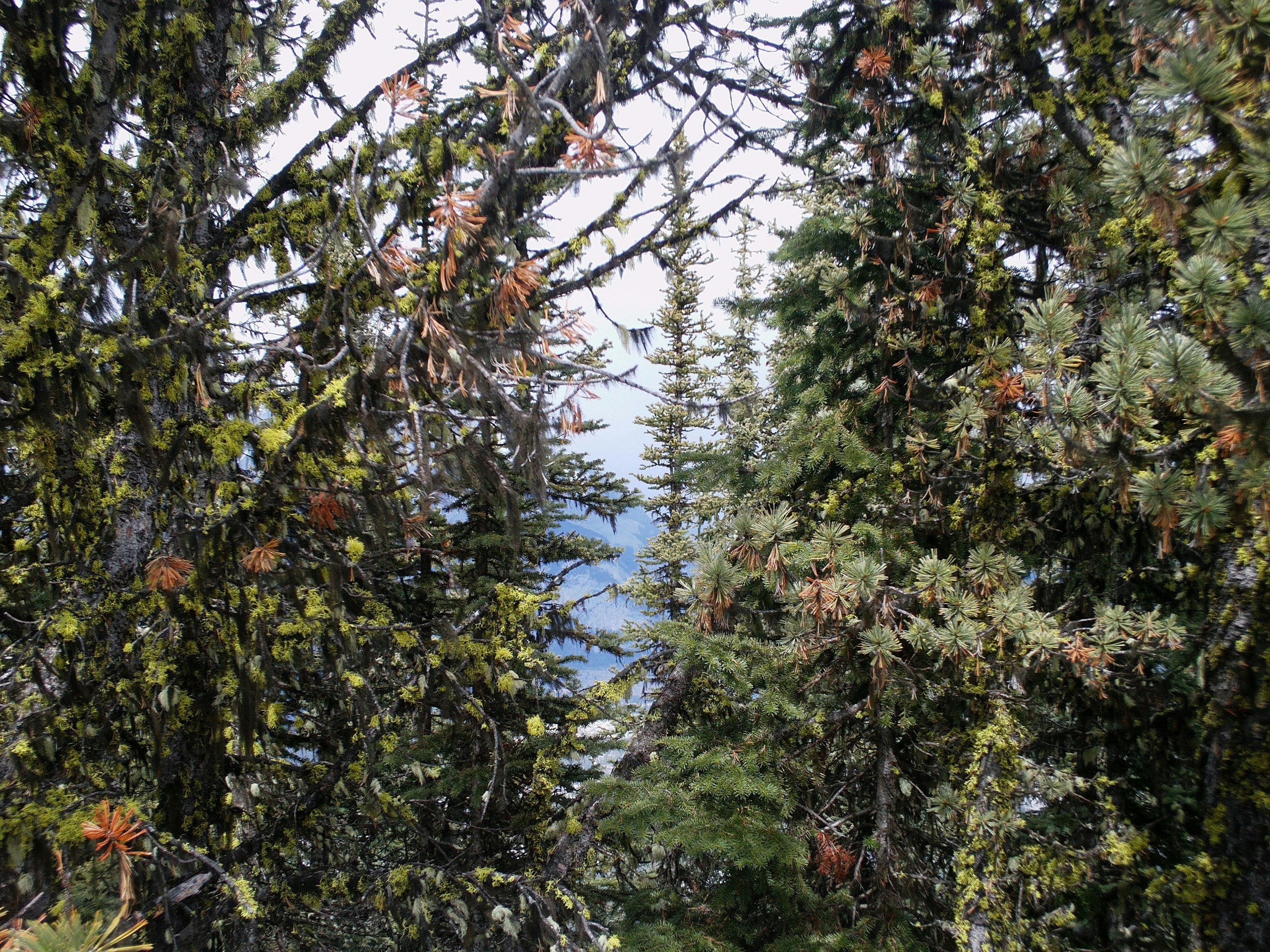 Trees and branches frame a view of a mountain.