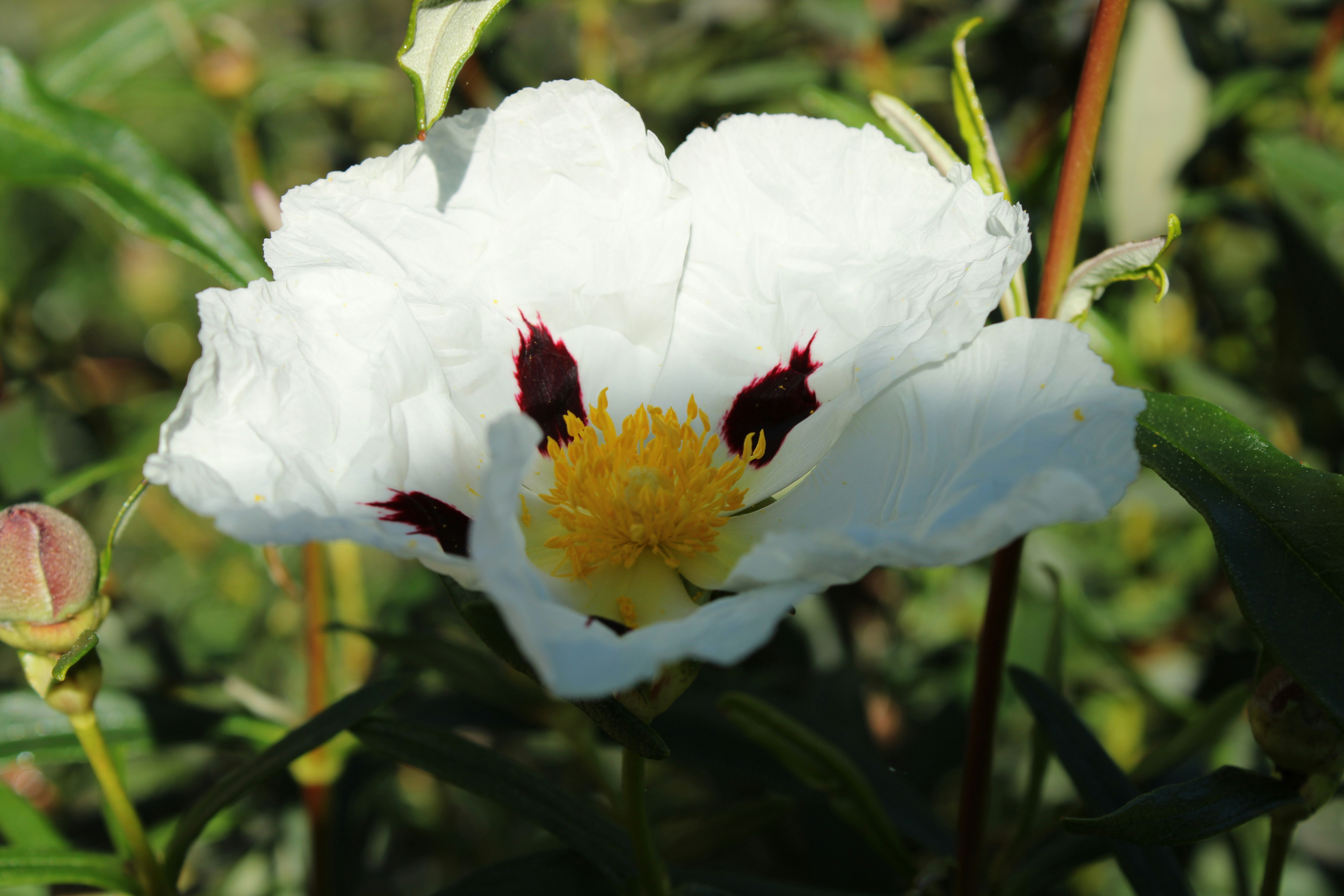White Peony Bloom Framed by Emerald Leaves