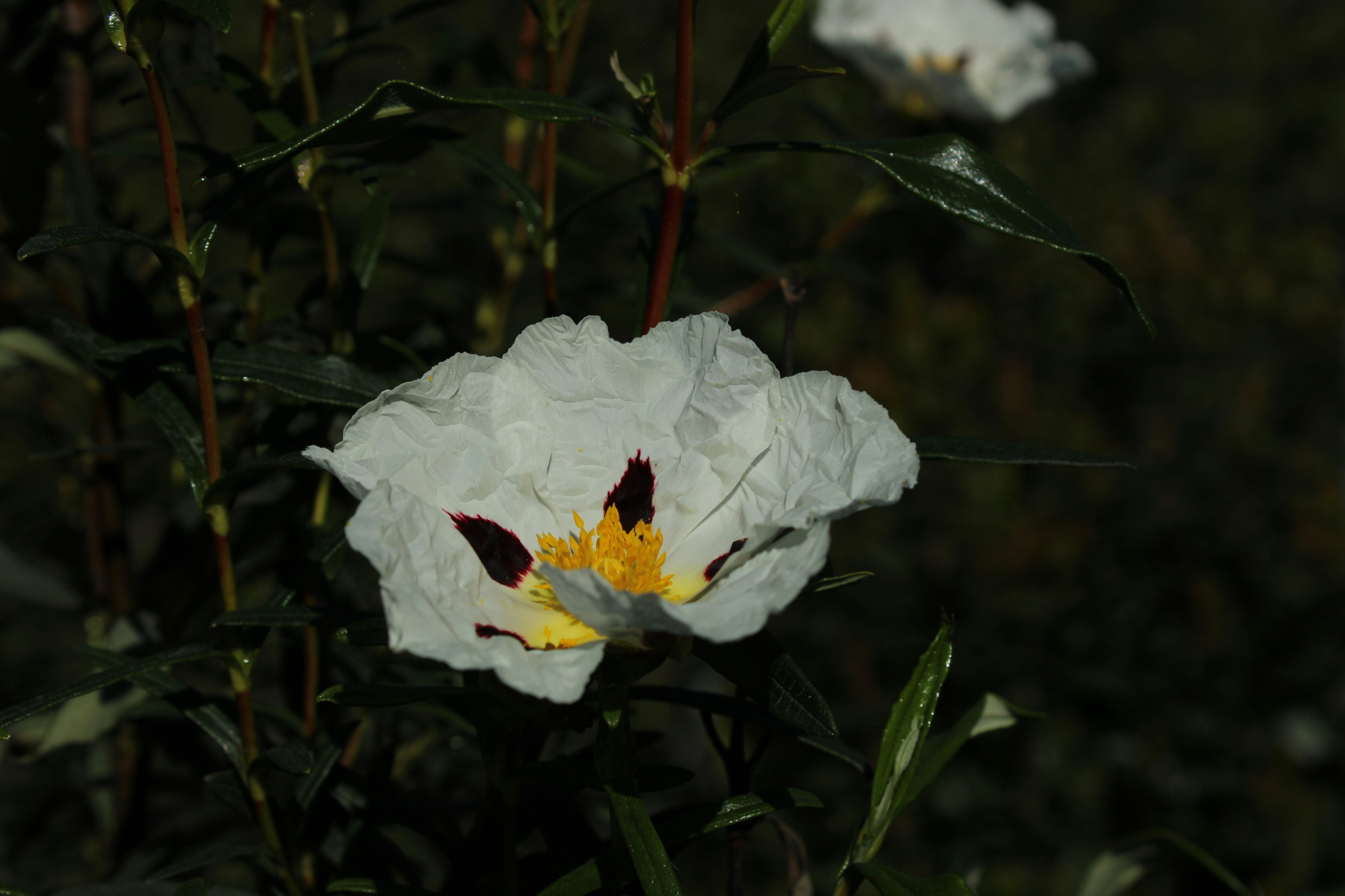 Whispers of Nature: The Resilient Bloom