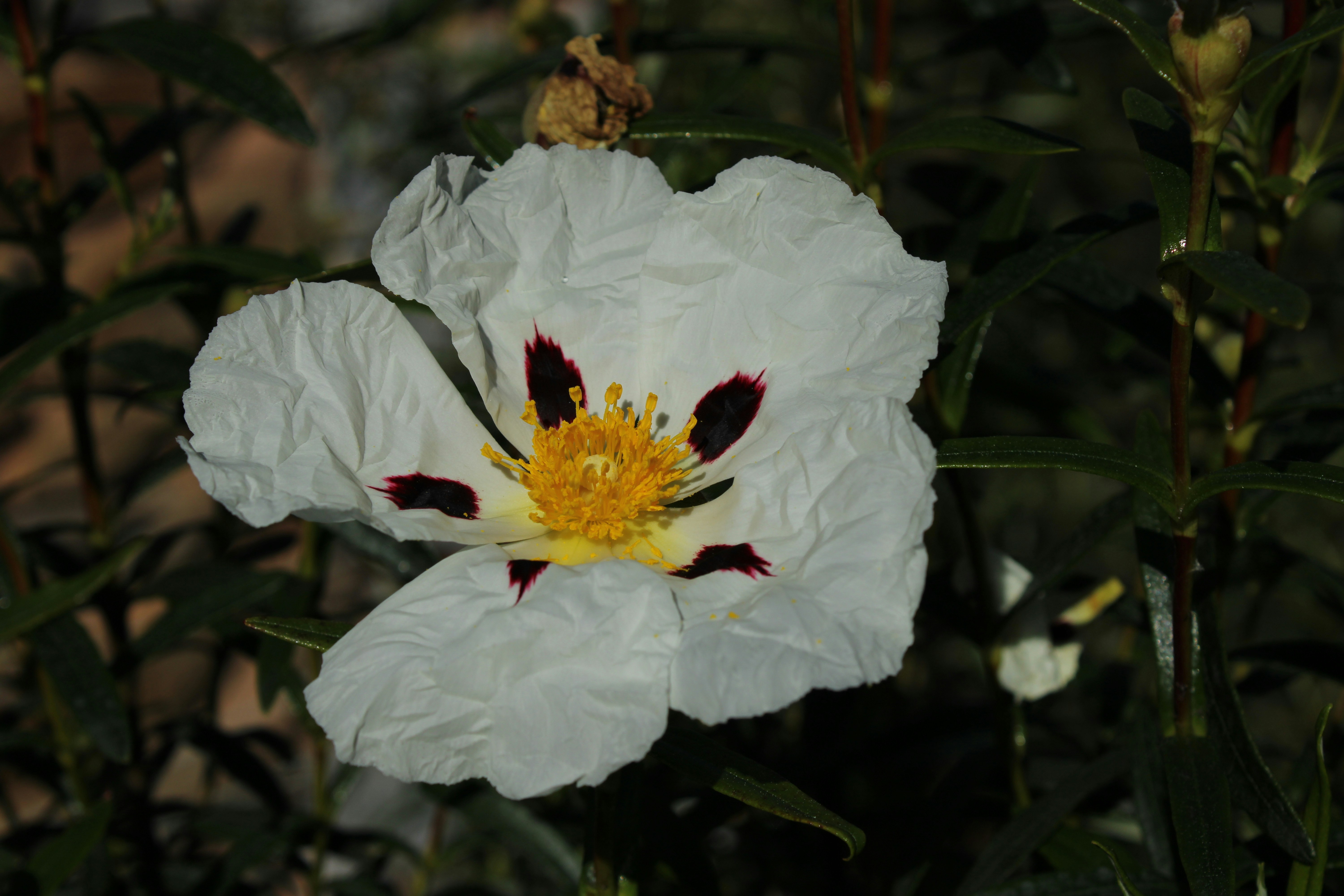 Whispers of Nature: The Delicate Beauty of a White Bloom