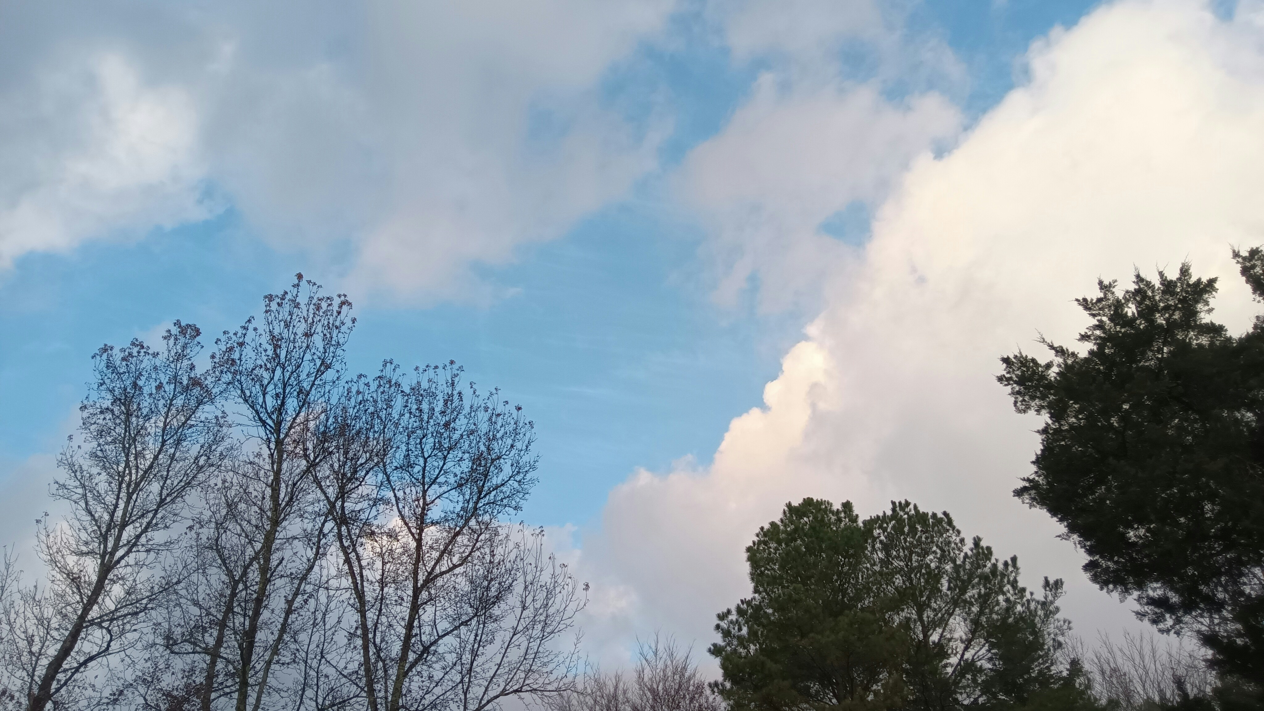 Whispers of the Sky: A Dance of Clouds and Trees
