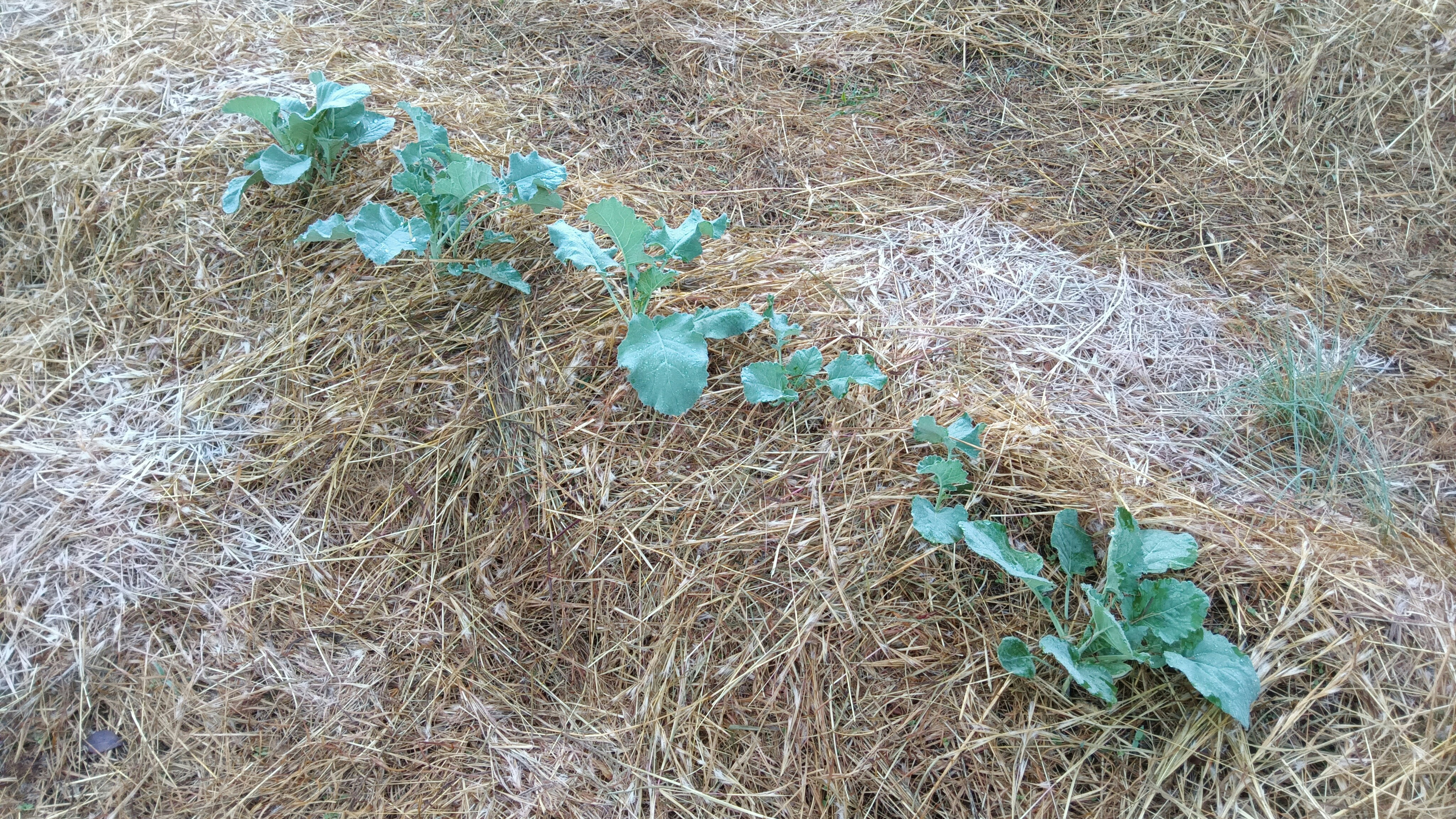 Emerging Greens: A Garden's Promise