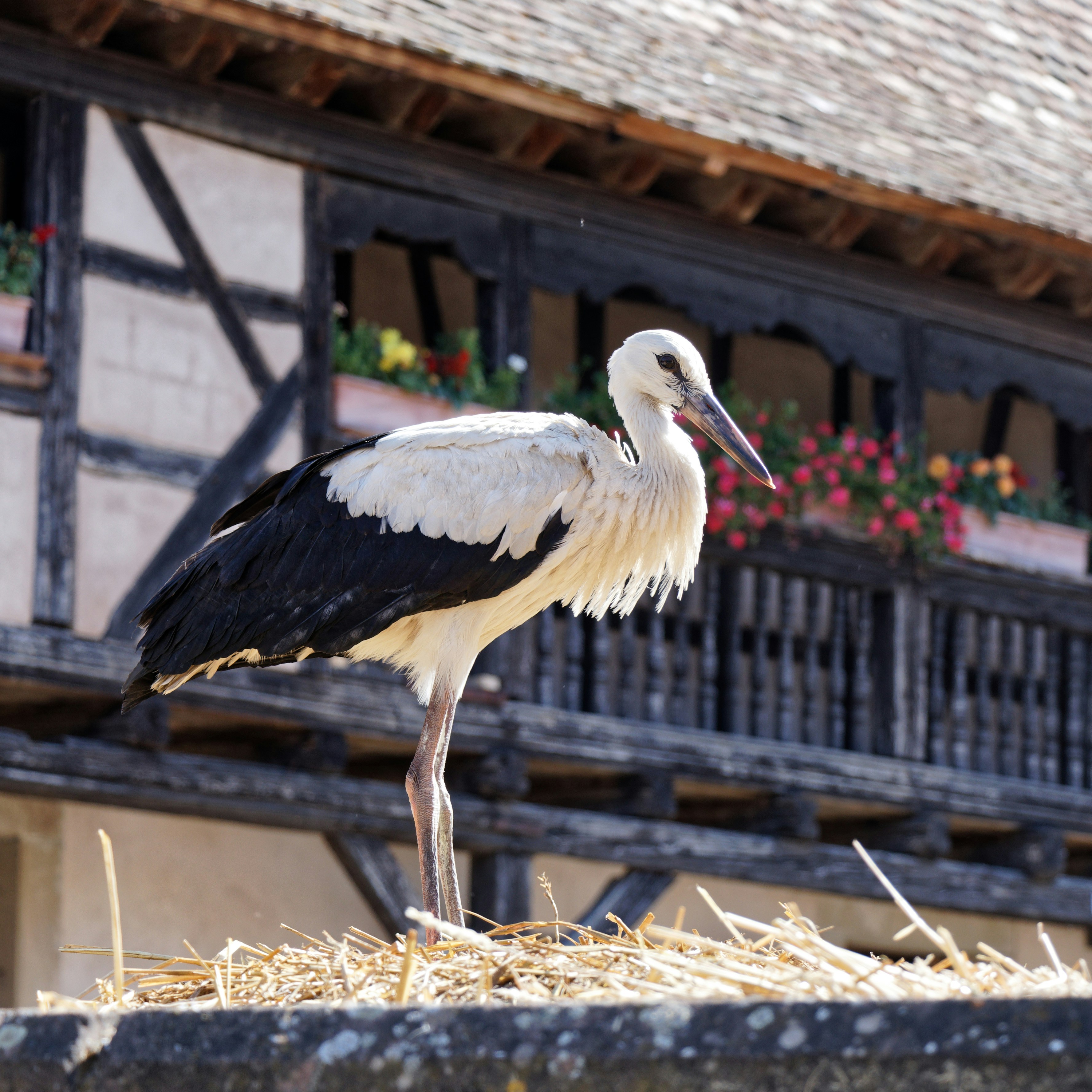 A stork stands atop a wall near a building.