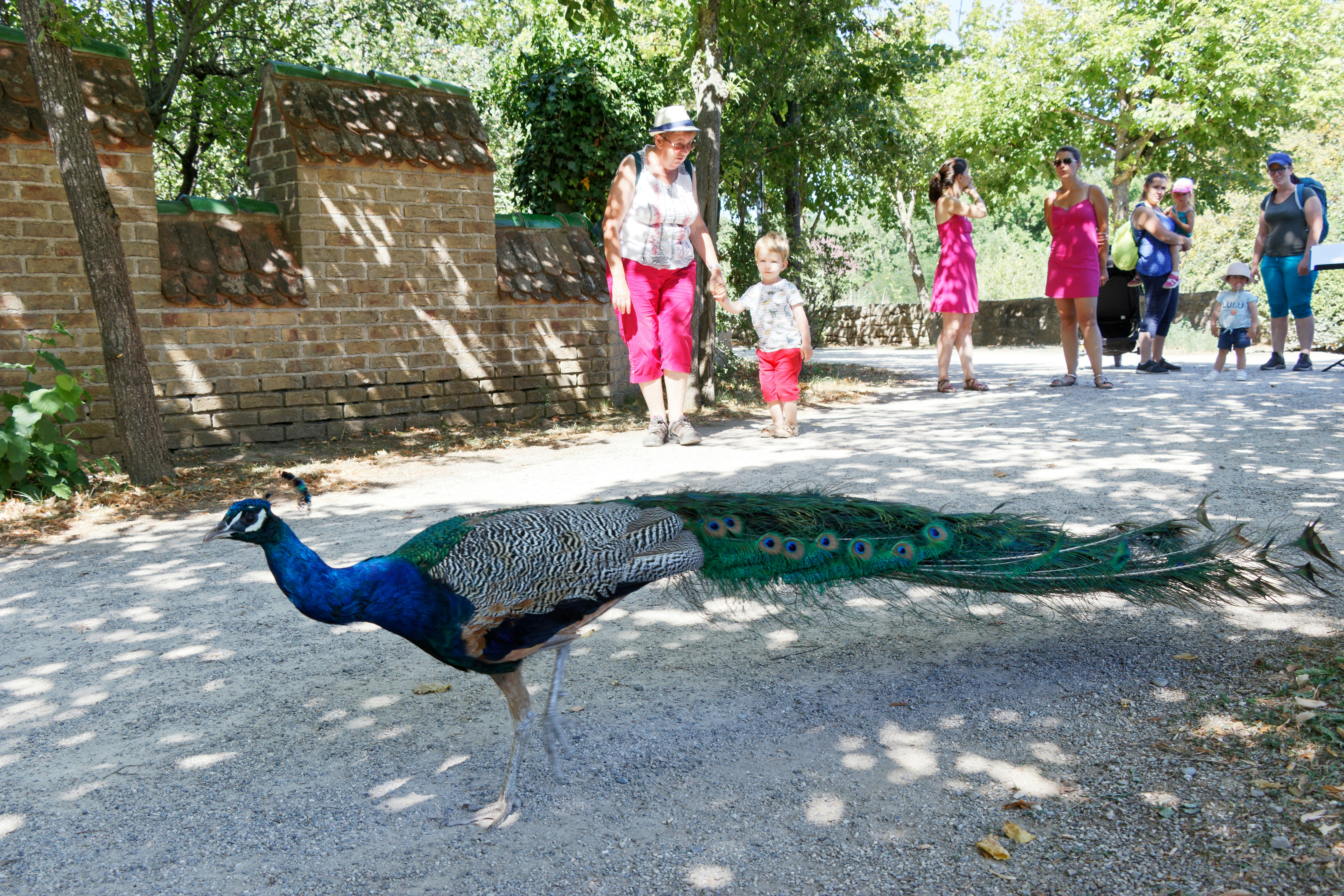 Peacock showcasing its vibrant plumage while people stroll along a sunlit path in a lush park.