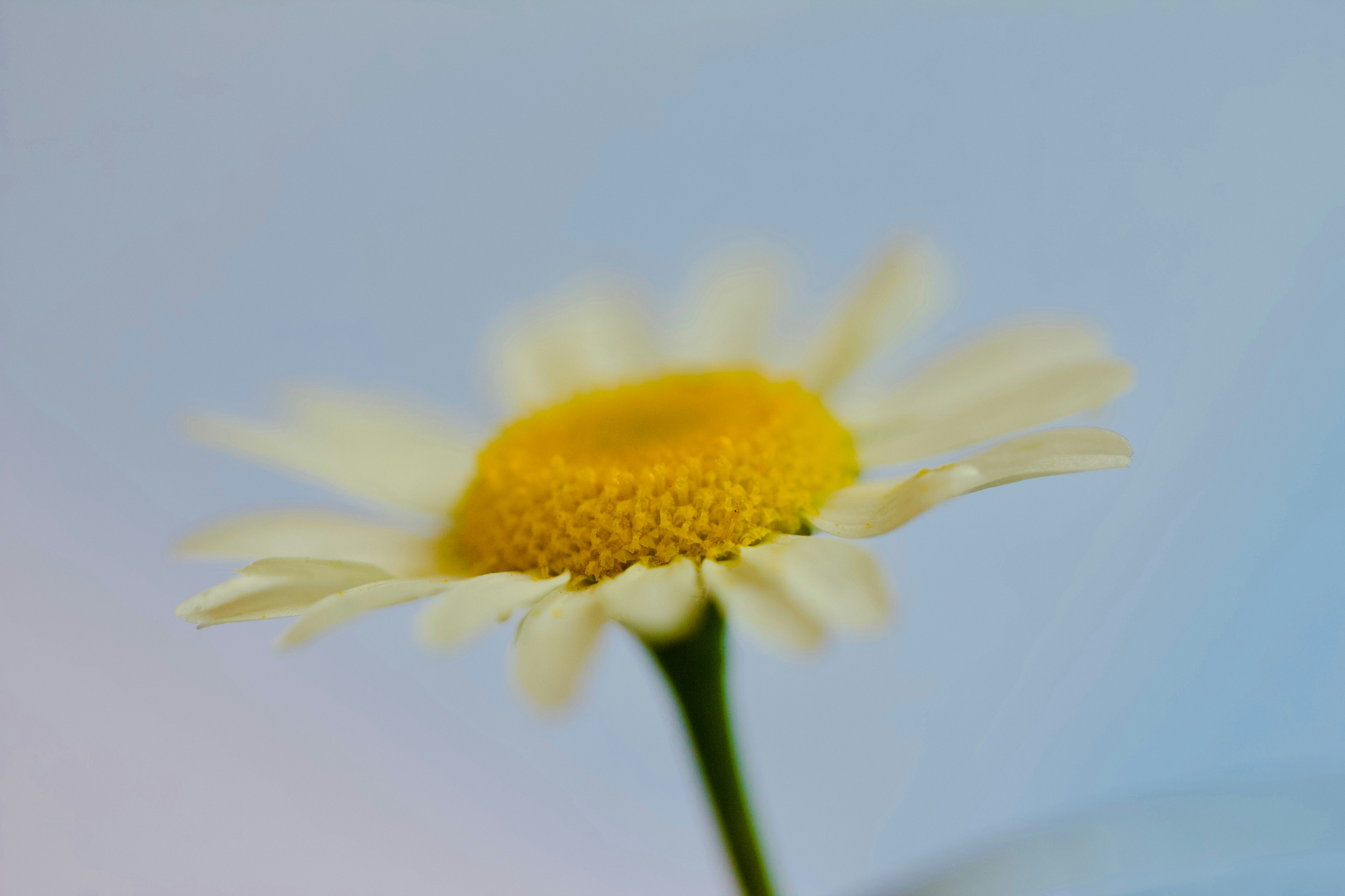 A beautiful daisy flower with yellow center.