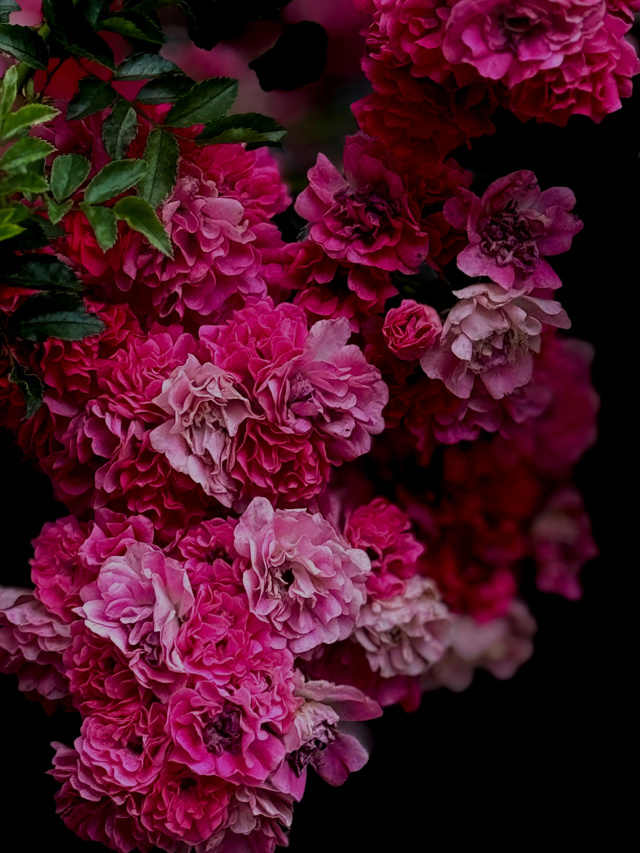 Cluster of lush pink flowers against a contrasting dark background, highlighting their intricate textures and vibrant hues.