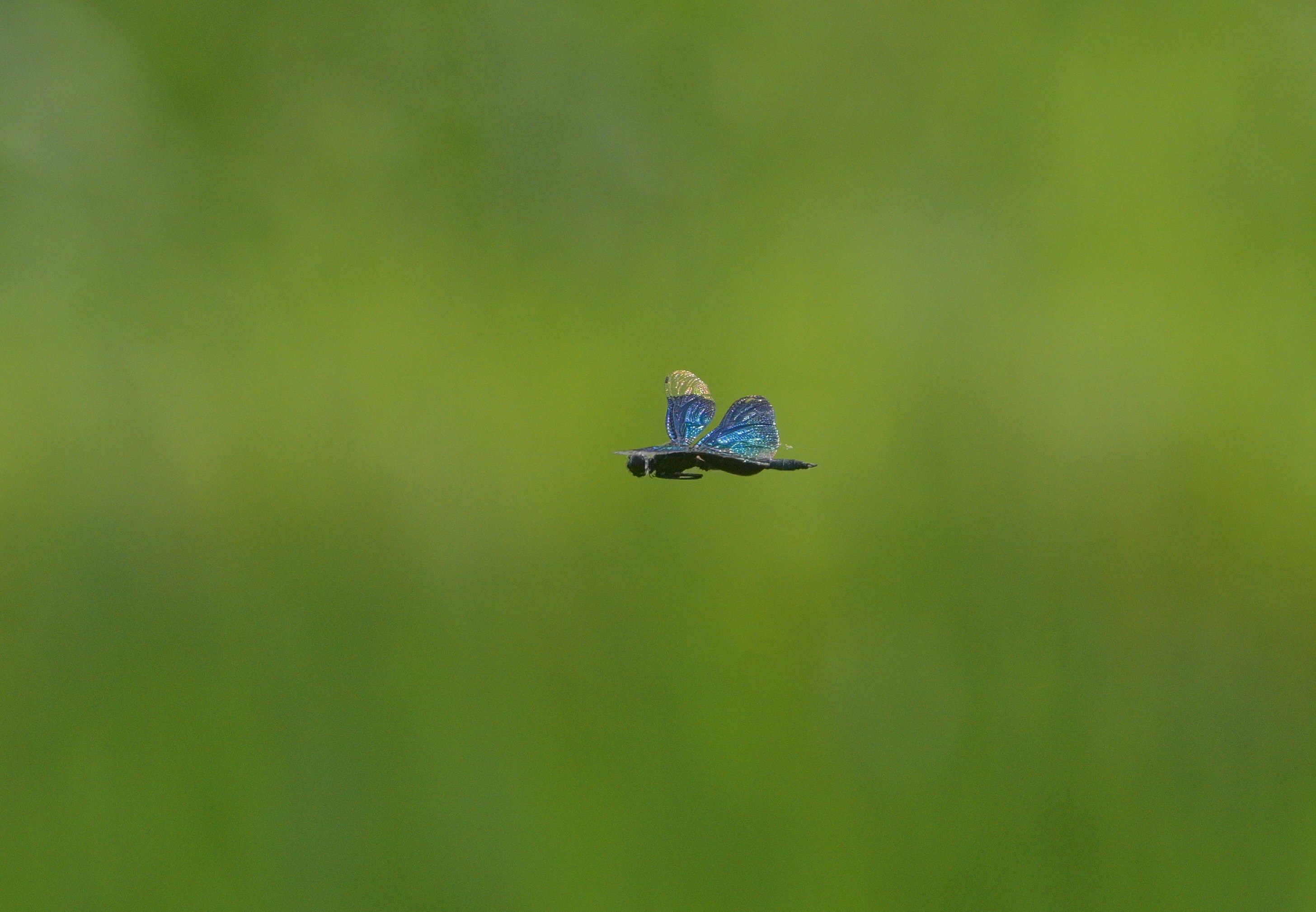 Wings of Iridescence: A Butterfly in Flight