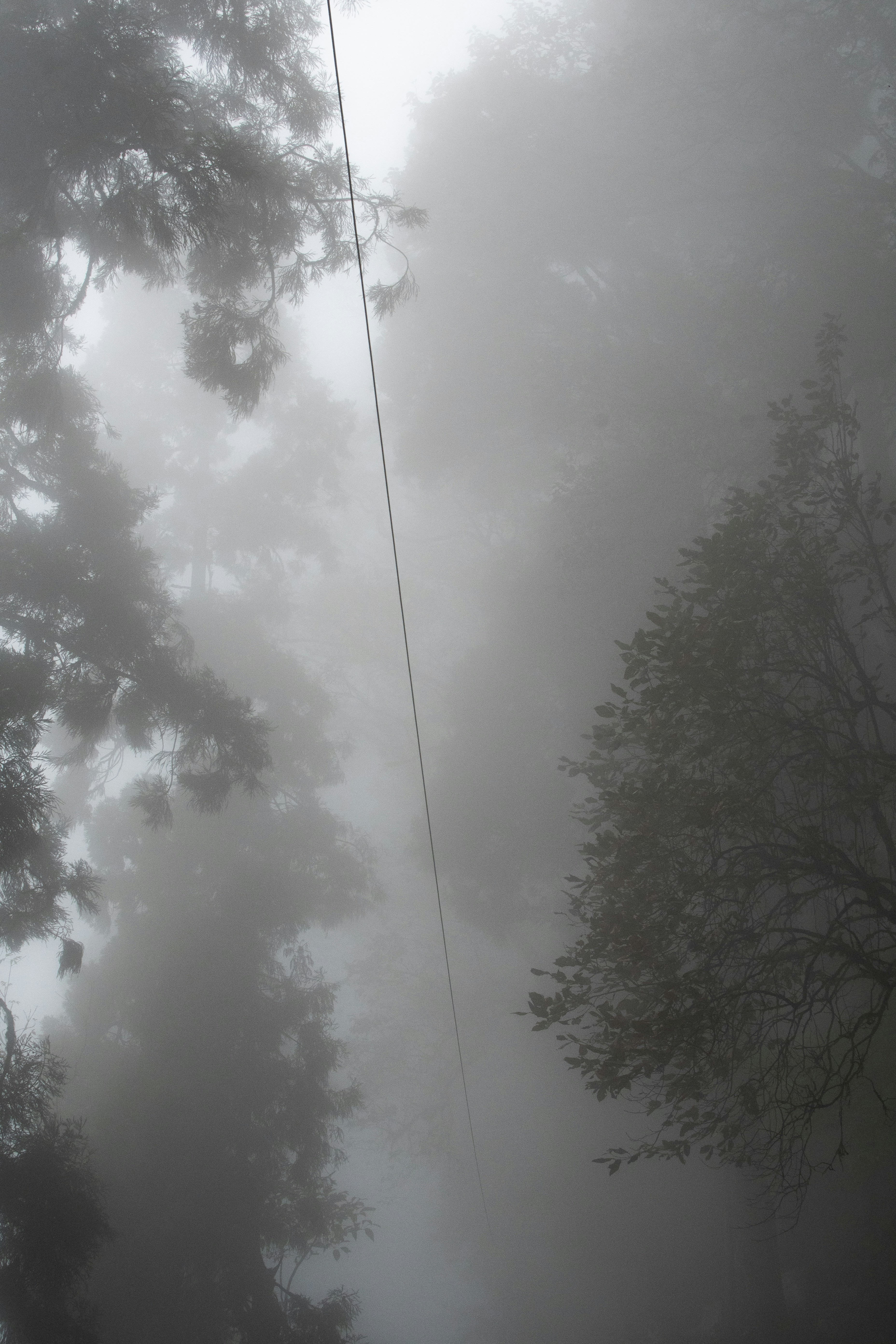 Whispers of the Misty Grove