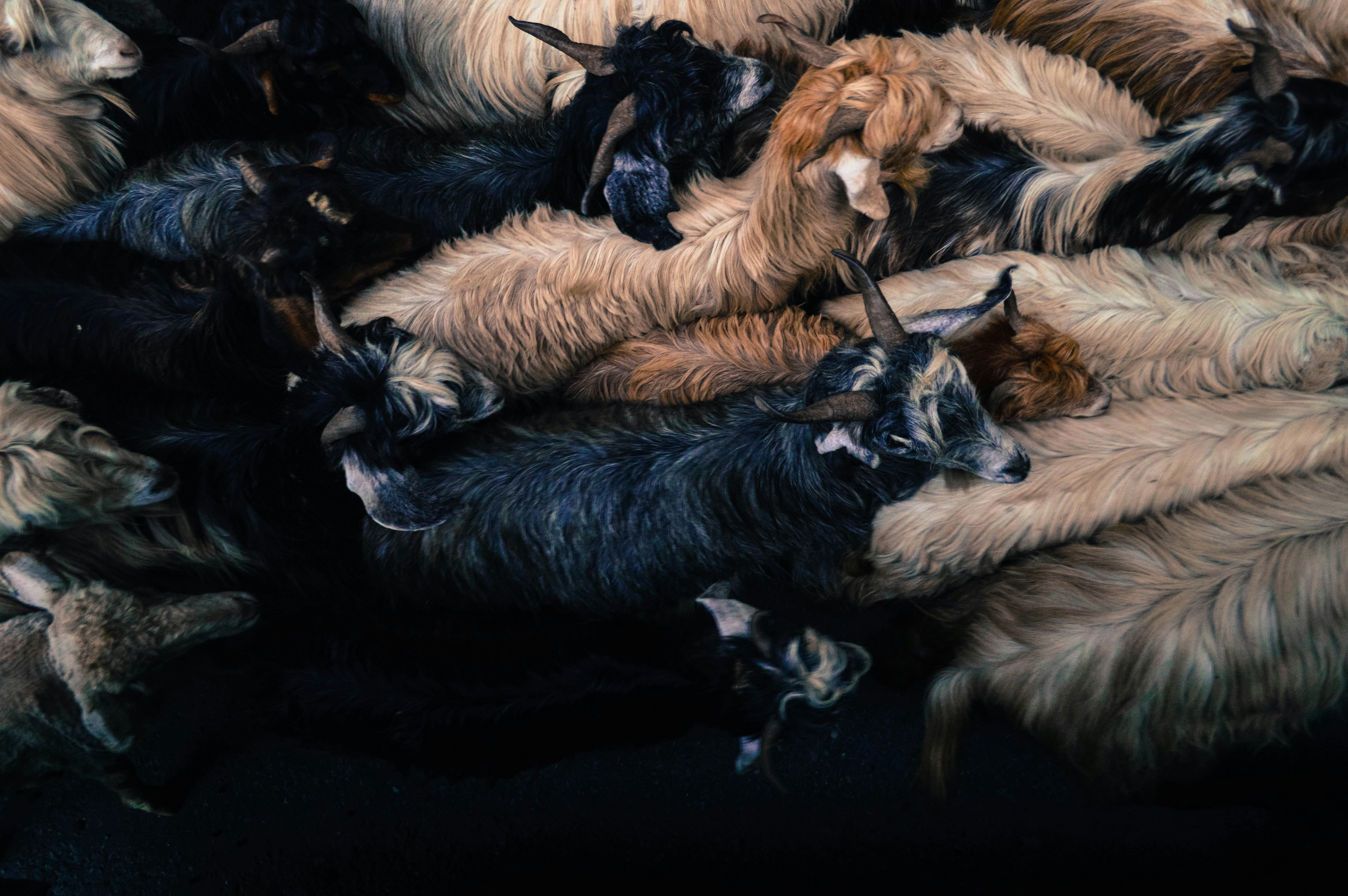 A huddle of goats, tightly packed together. photo – Free Animal Image ...