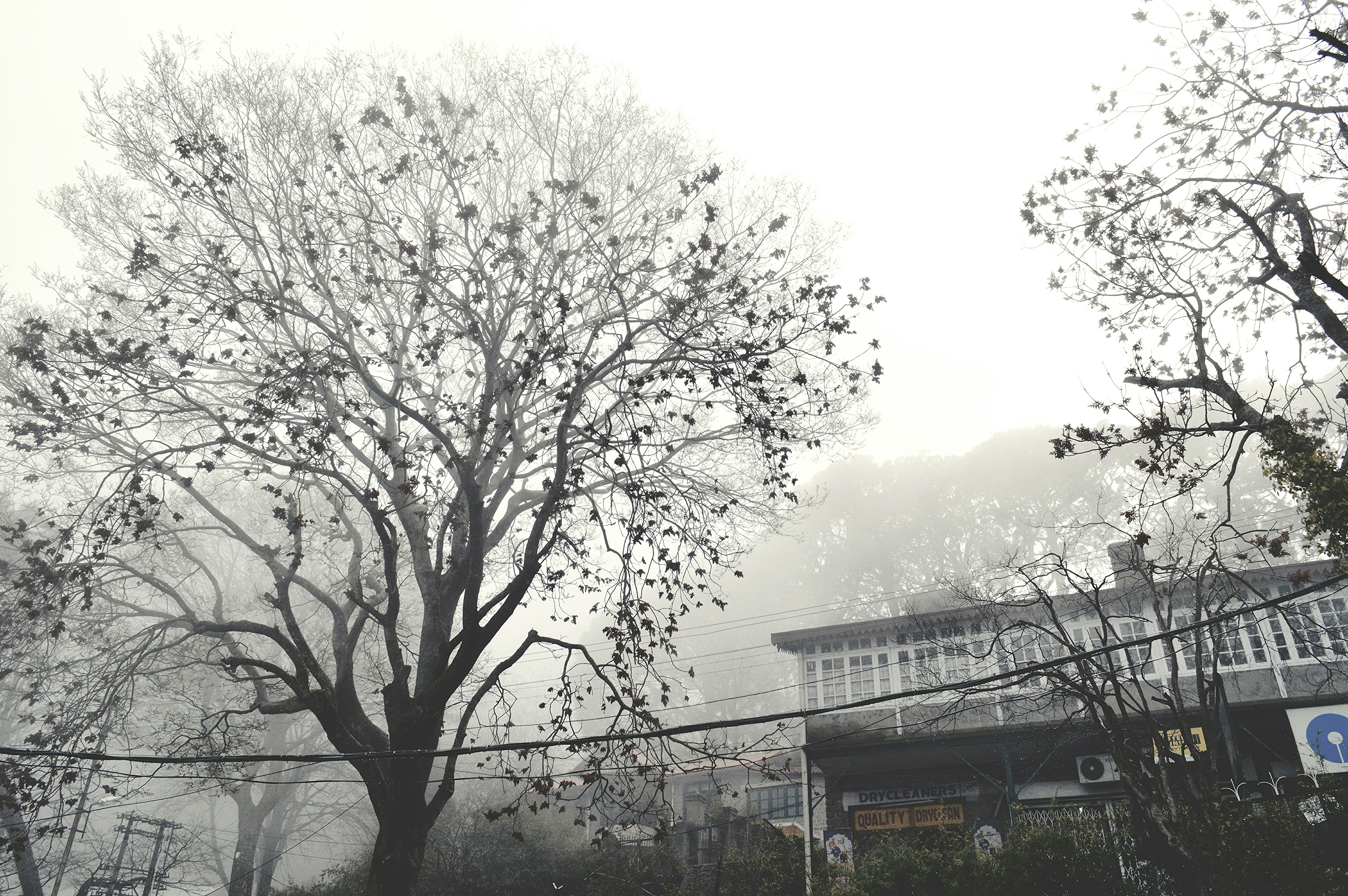 Whispers of Fog: A Serene Encounter with Nature