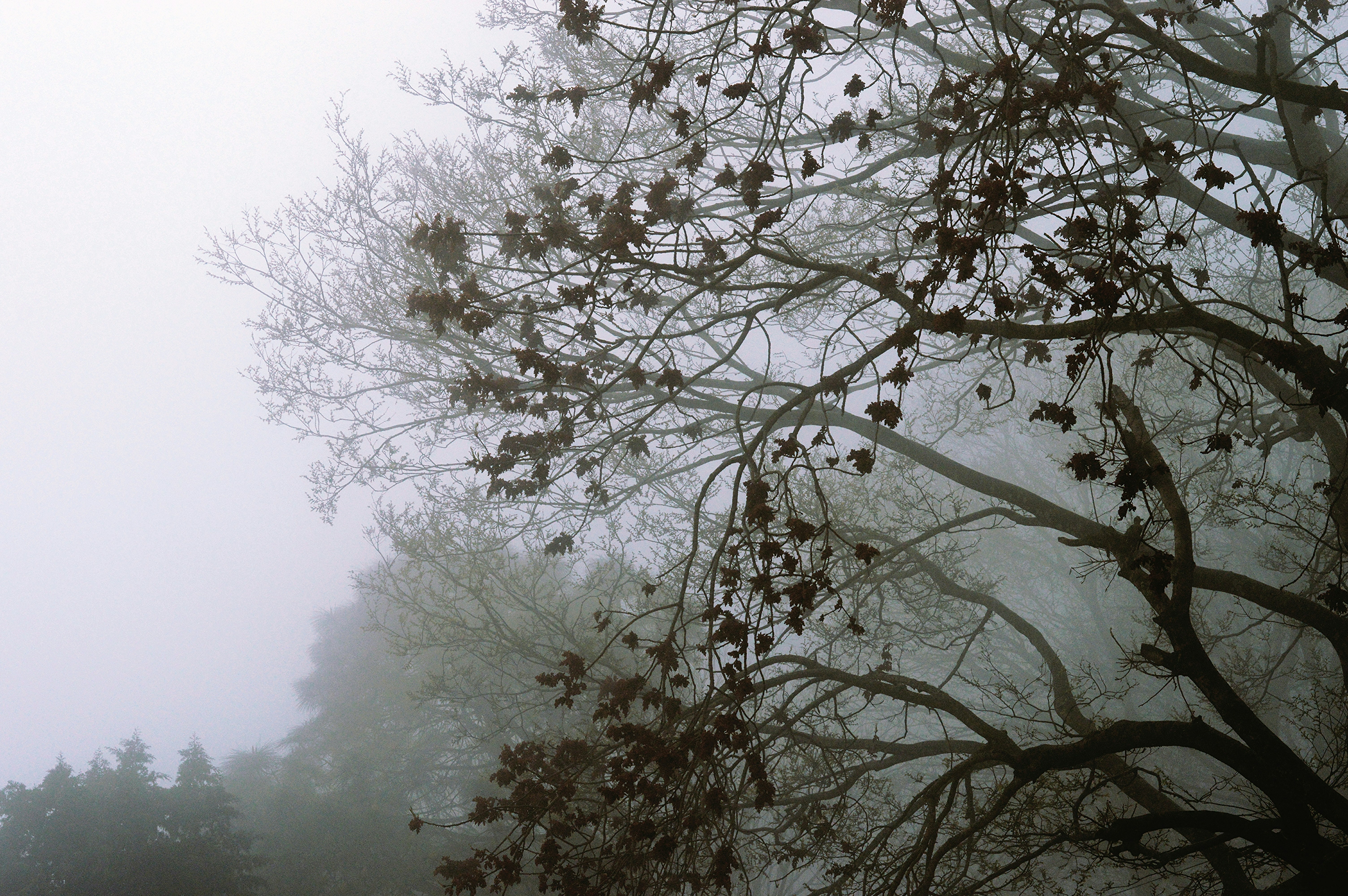 Bare branches silhouetted against a dense fog, evoking a sense of tranquility and mystery. The scene captures the essence of a quiet winter morning.