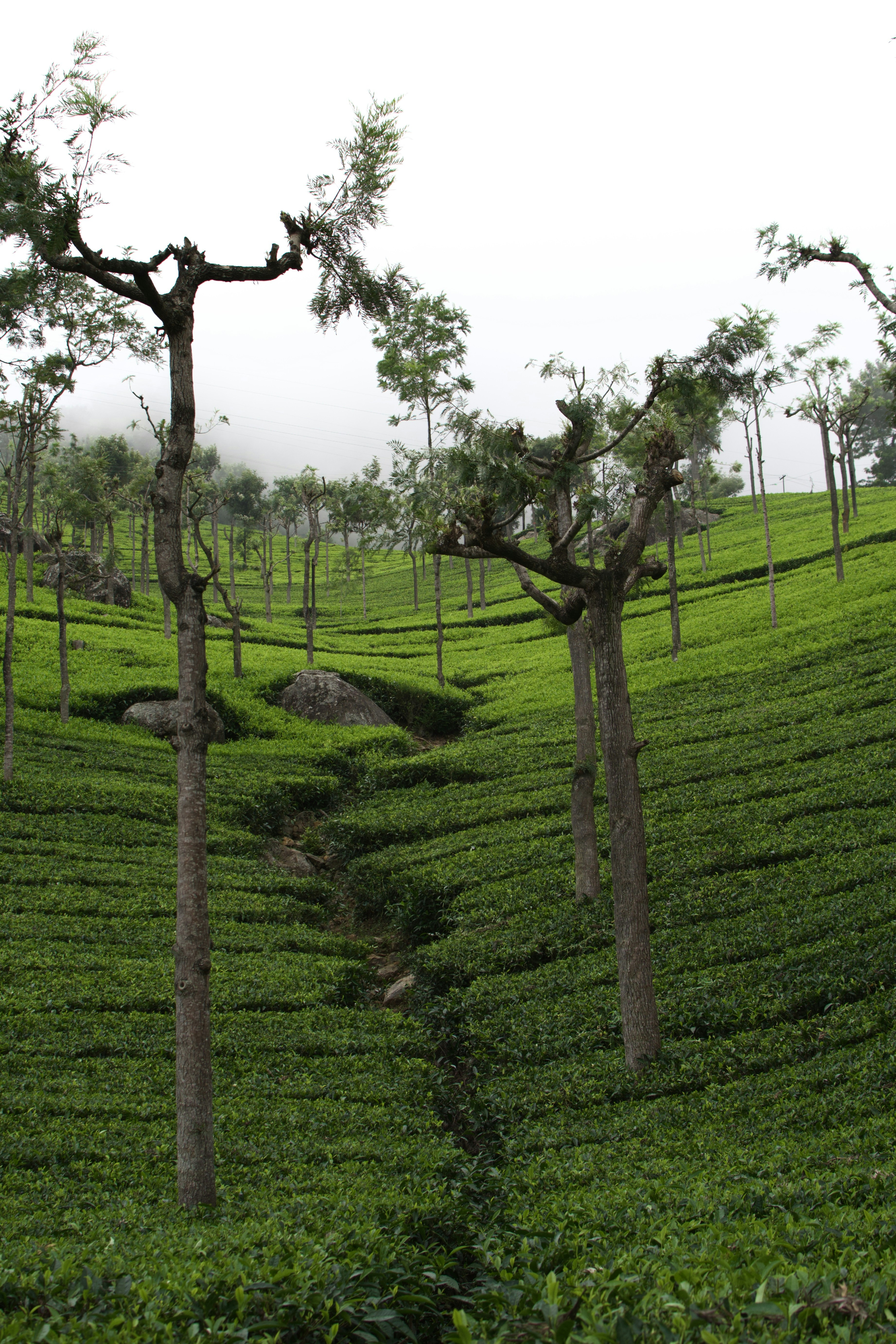 Trees dot a lush green tea plantation.