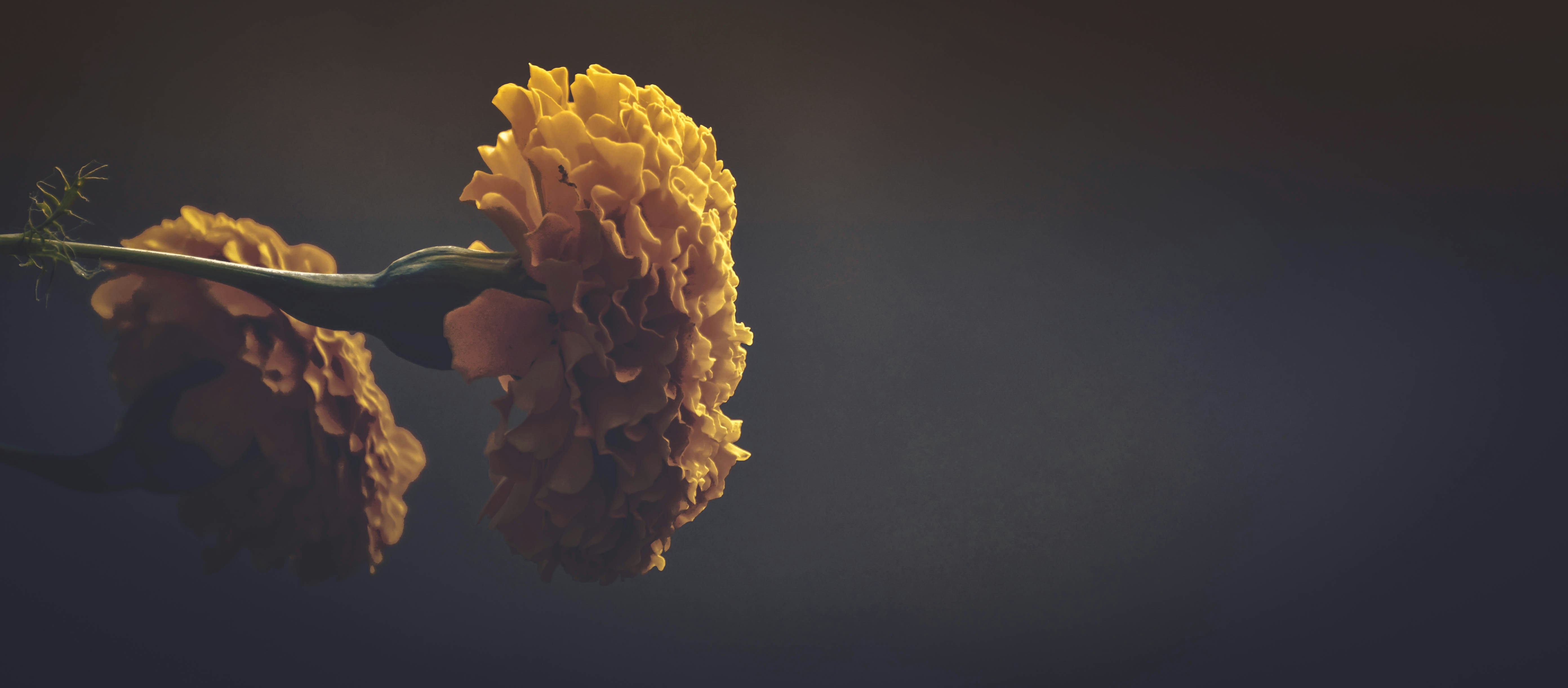Whispers of Autumn: The Marigold's Glow