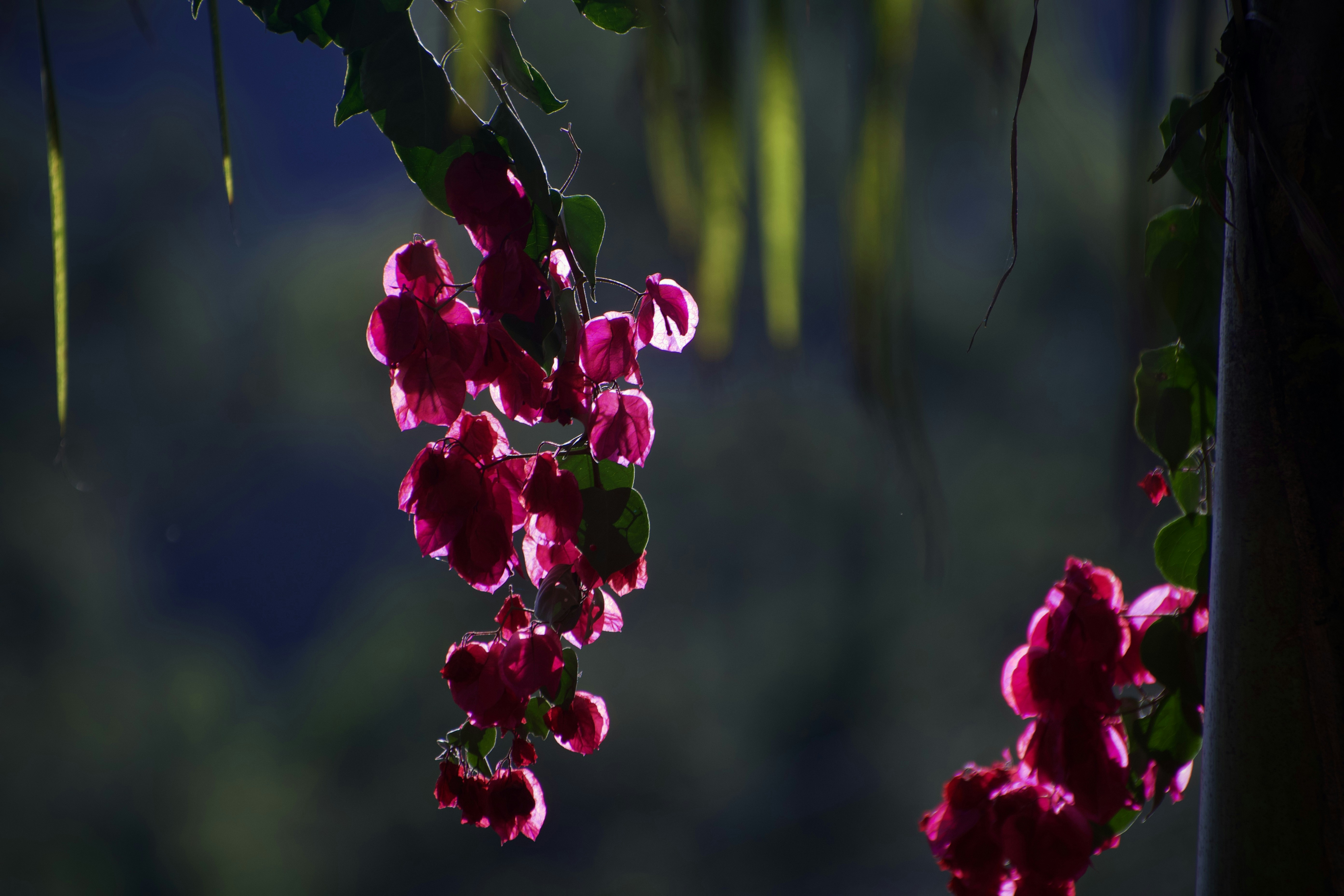 Whispers of Bougainvillea in Twilight