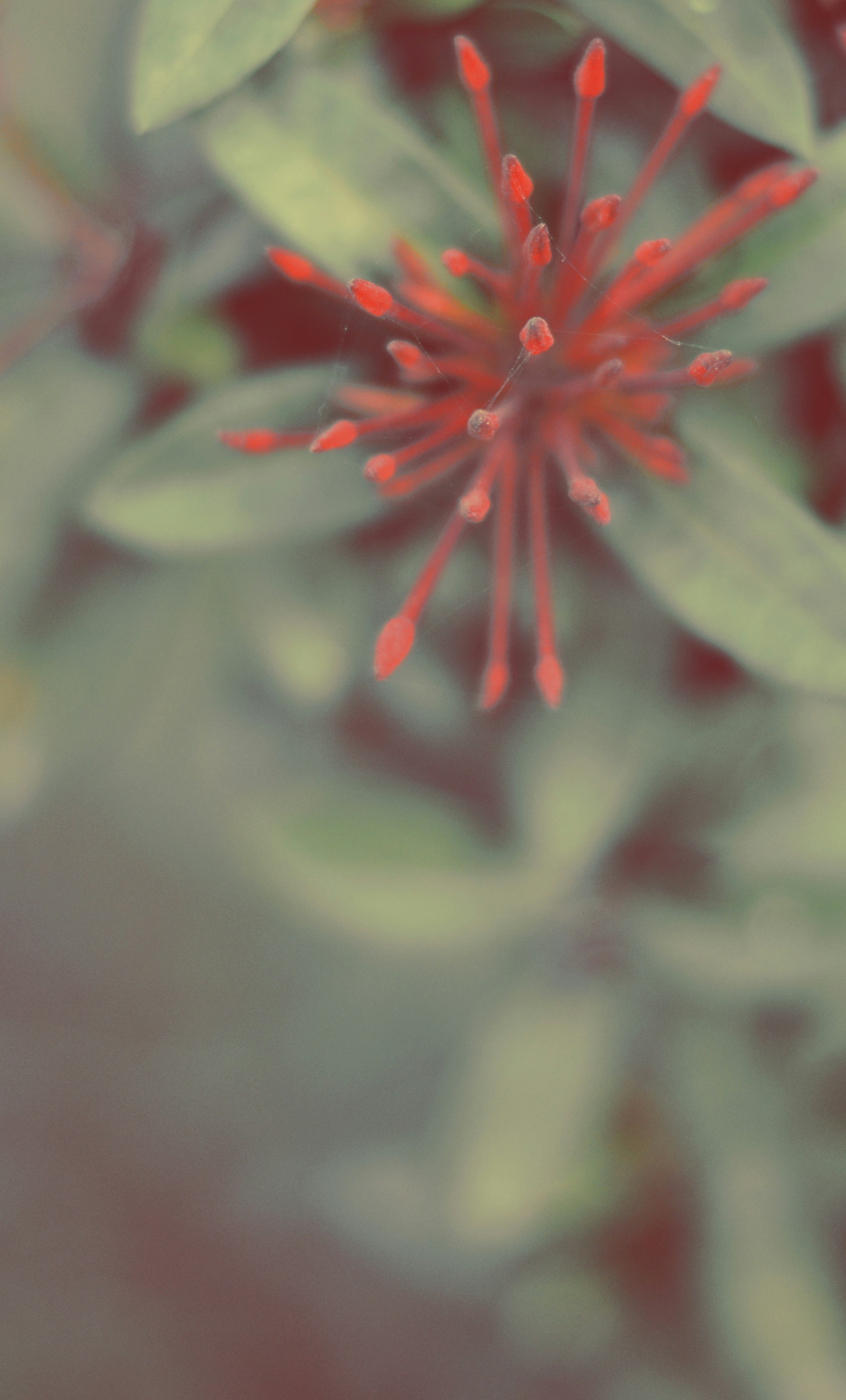 Radiant Blossoms in Nature's Embrace