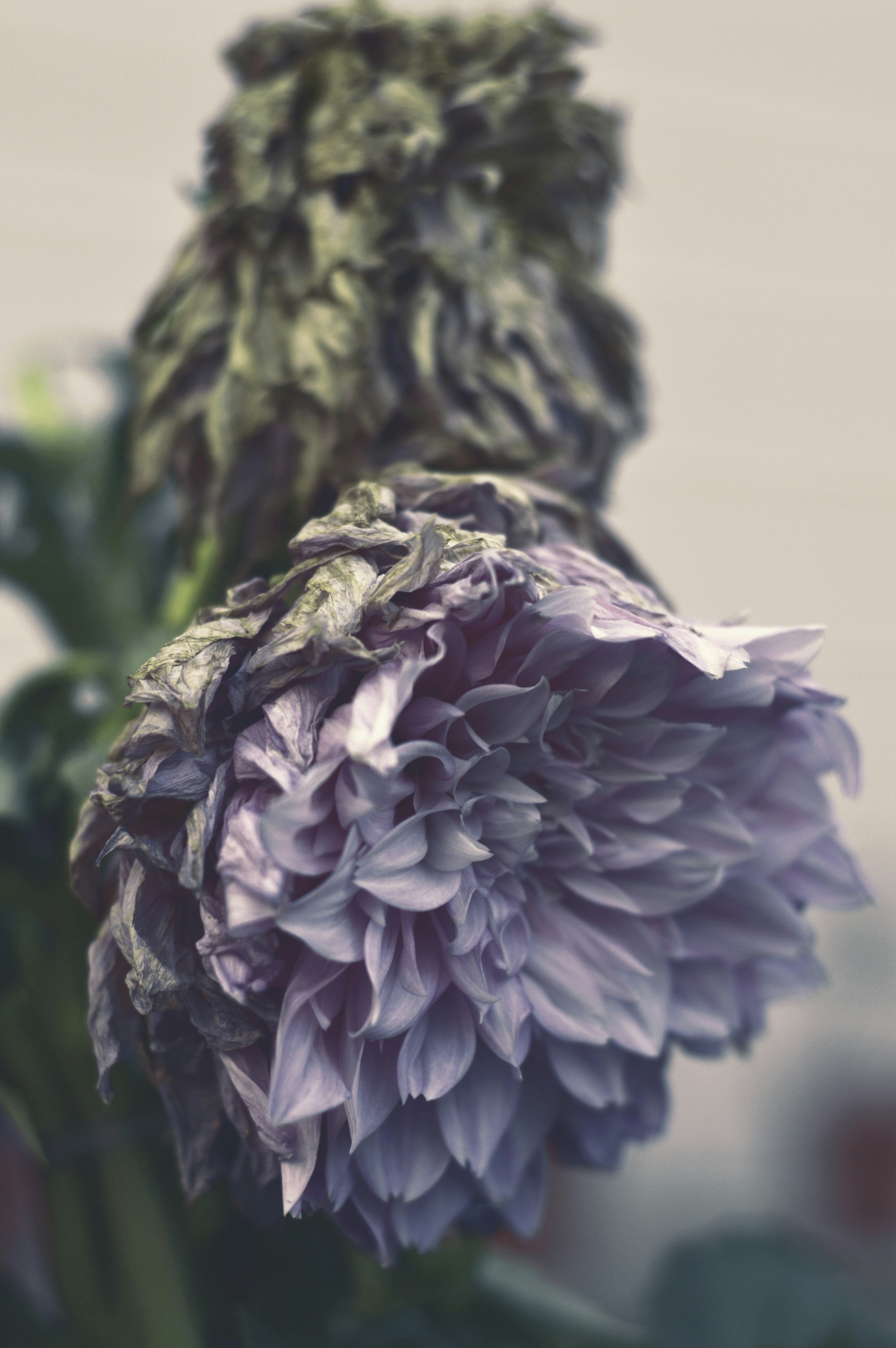 Whispers of Time: A Floral Elegy