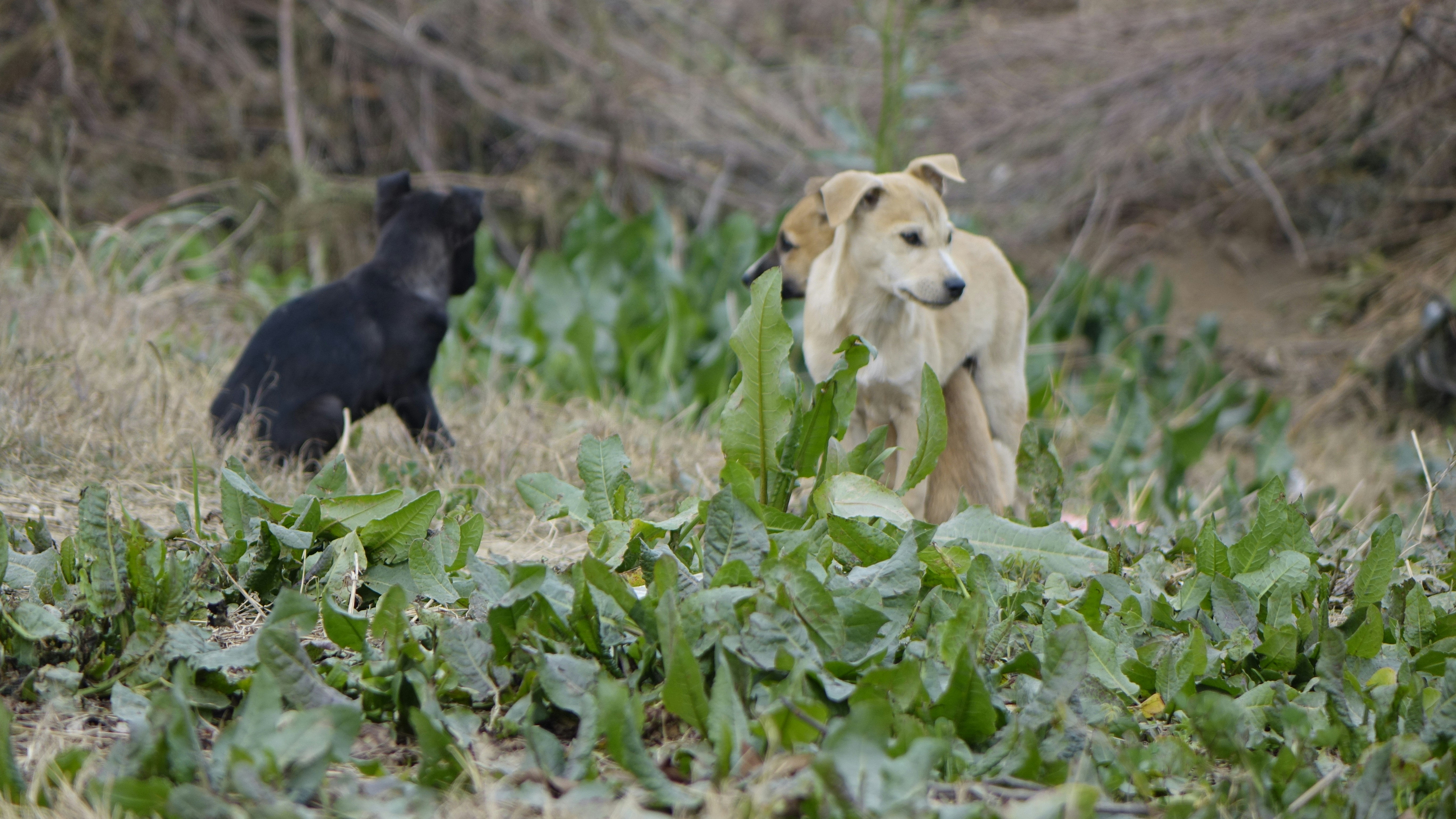 Curious Canines Amidst Nature's Greenery