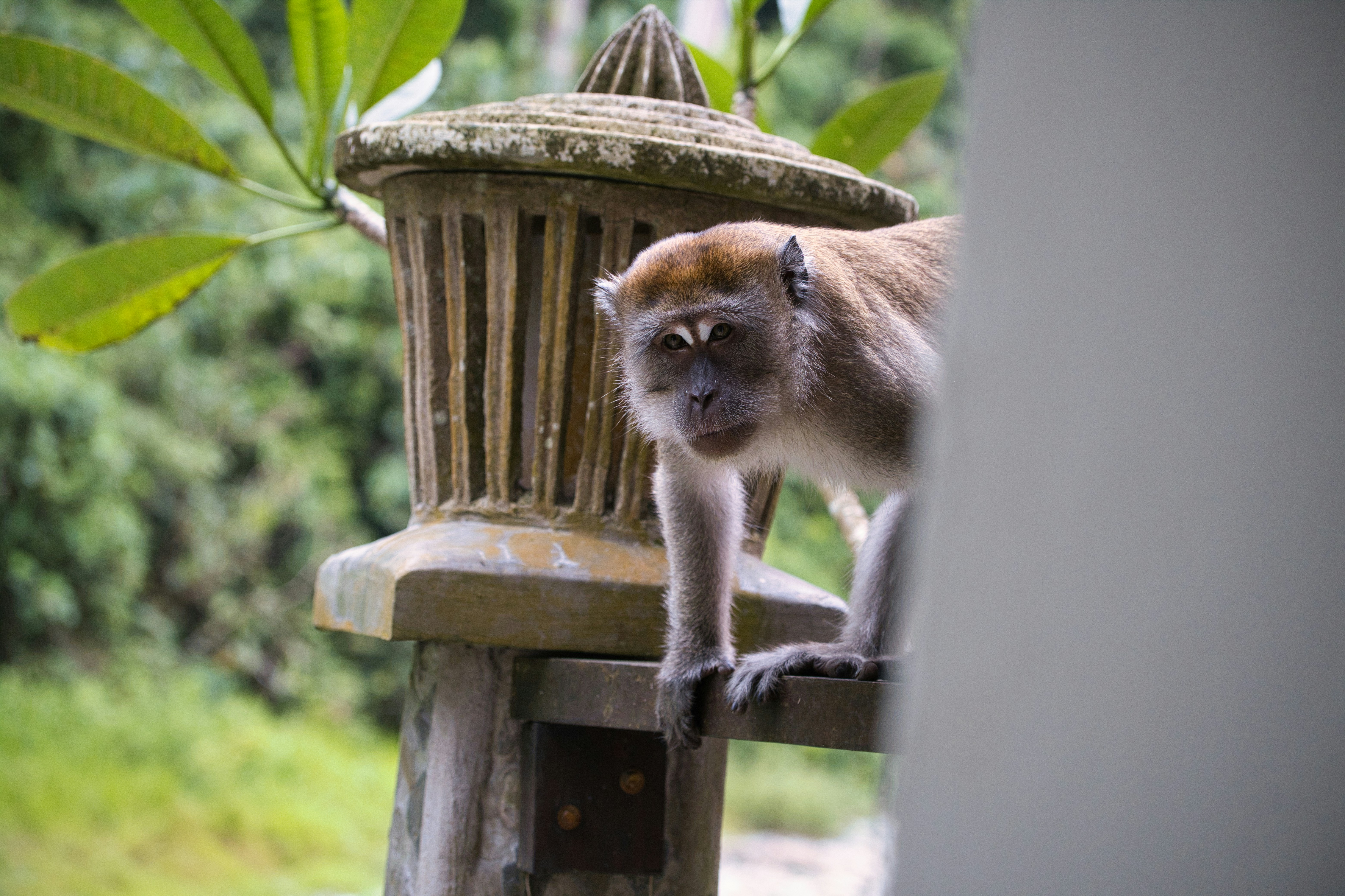 A monkey peers curiously from behind a decorative pillar, surrounded by lush greenery. The scene captures a moment of intrigue in a natural setting.
