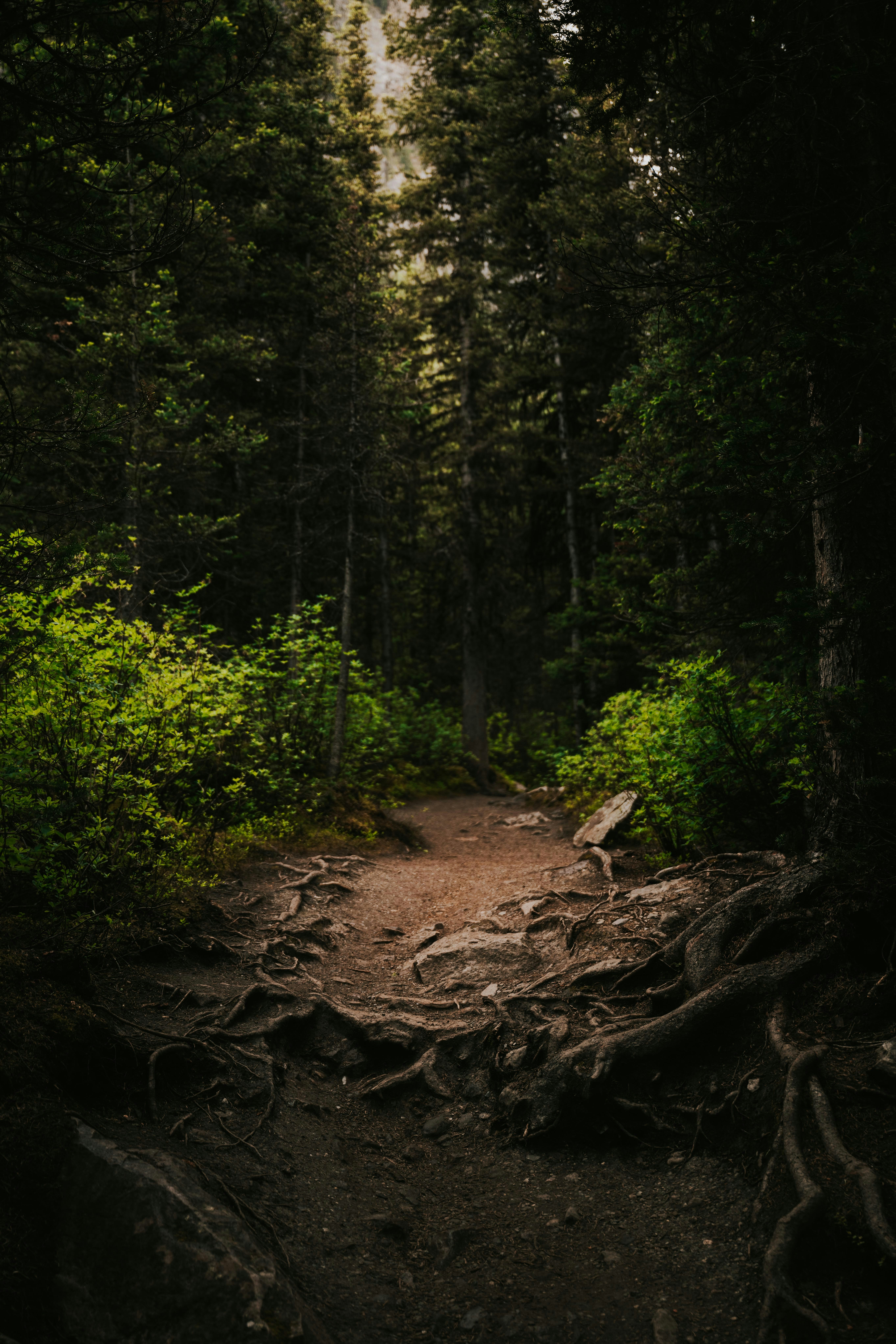 Magical Forest | A forest path wends through dense greenery.