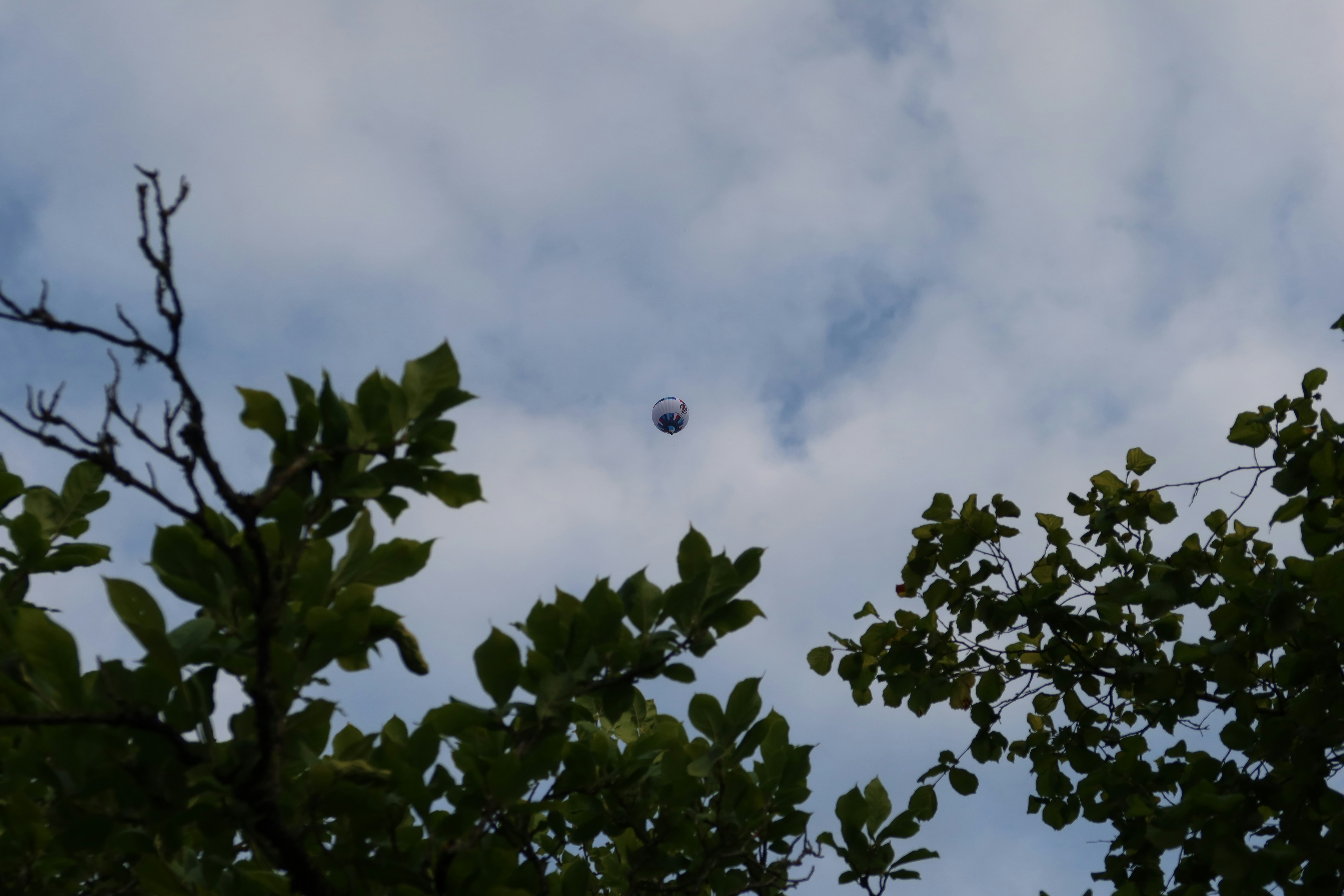 A Balloon's Journey Through the Canopy