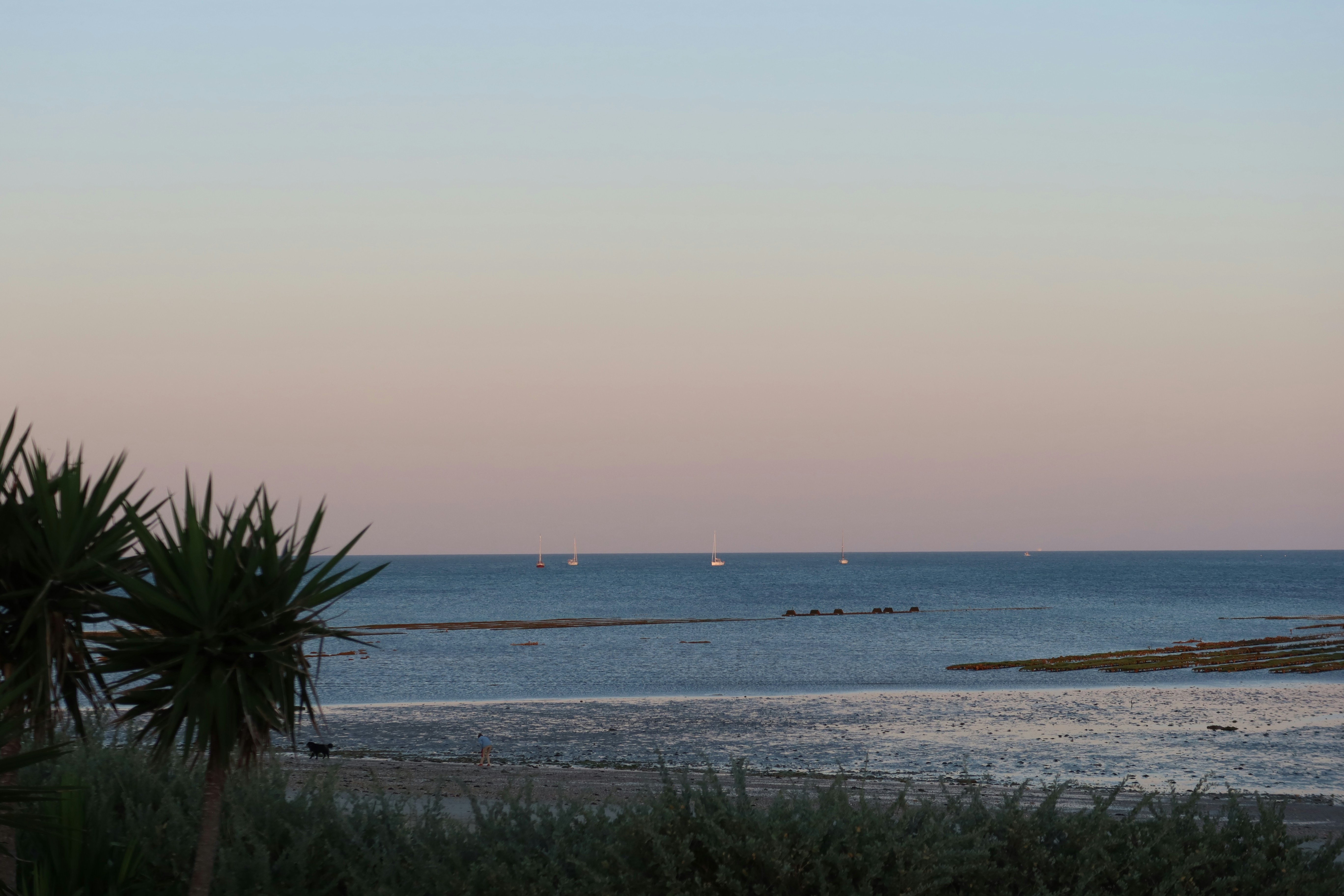 A pastel dusk sky fades from peach to blue above a calm sea dotted with distant sailboats, as a lone figure and dog stroll the exposed tidal flats beneath silhouetted palms. | Dusk over the water with a colorful sky.