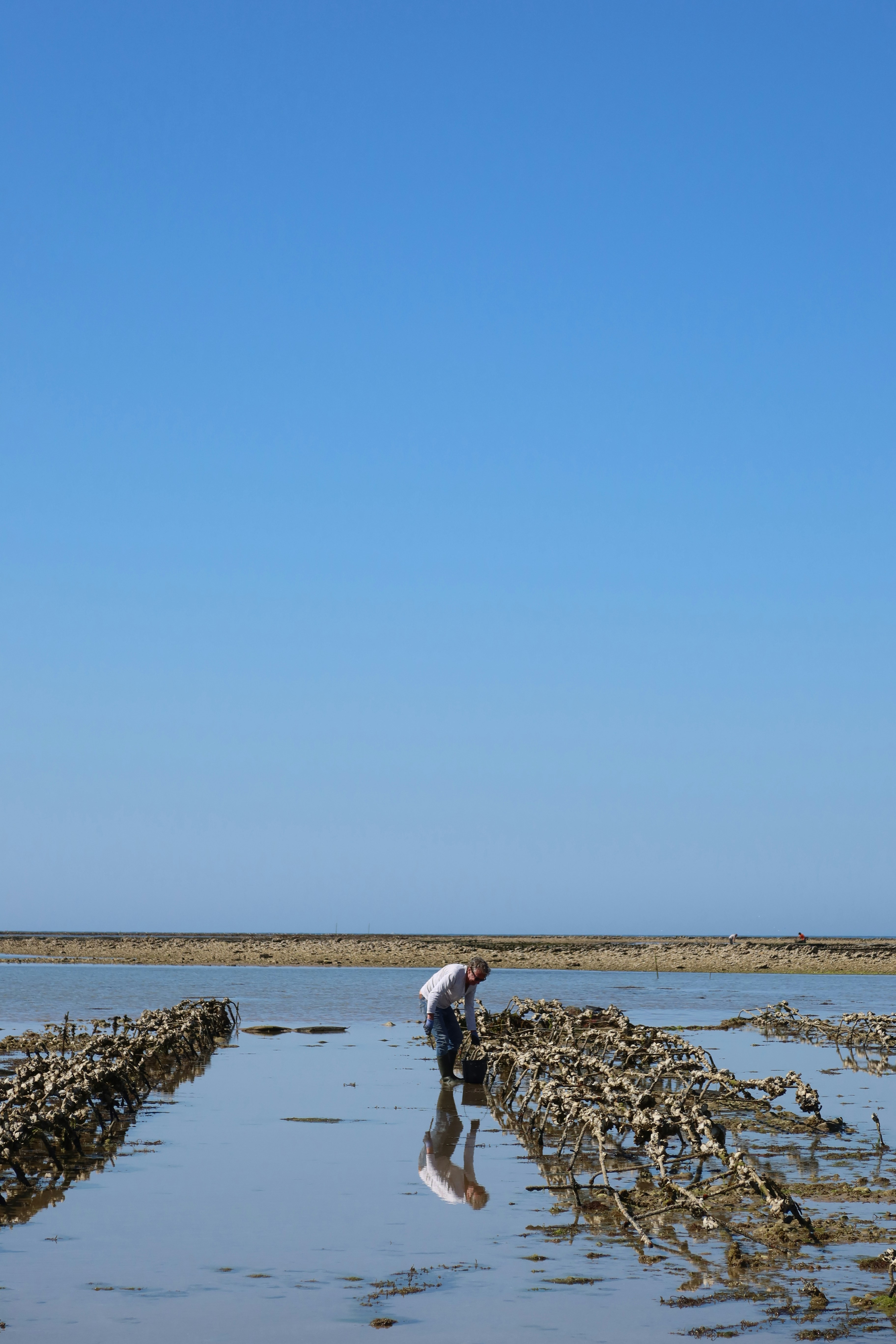 A young man crouches barefoot in the shallow tidal flats at low tide, smiling as he wields an oyster fork to harvest bivalves from the wooden racks, with neat rows of oyster beds and a clear blue sky beyond. | A person works amongst oyster beds at low tide.