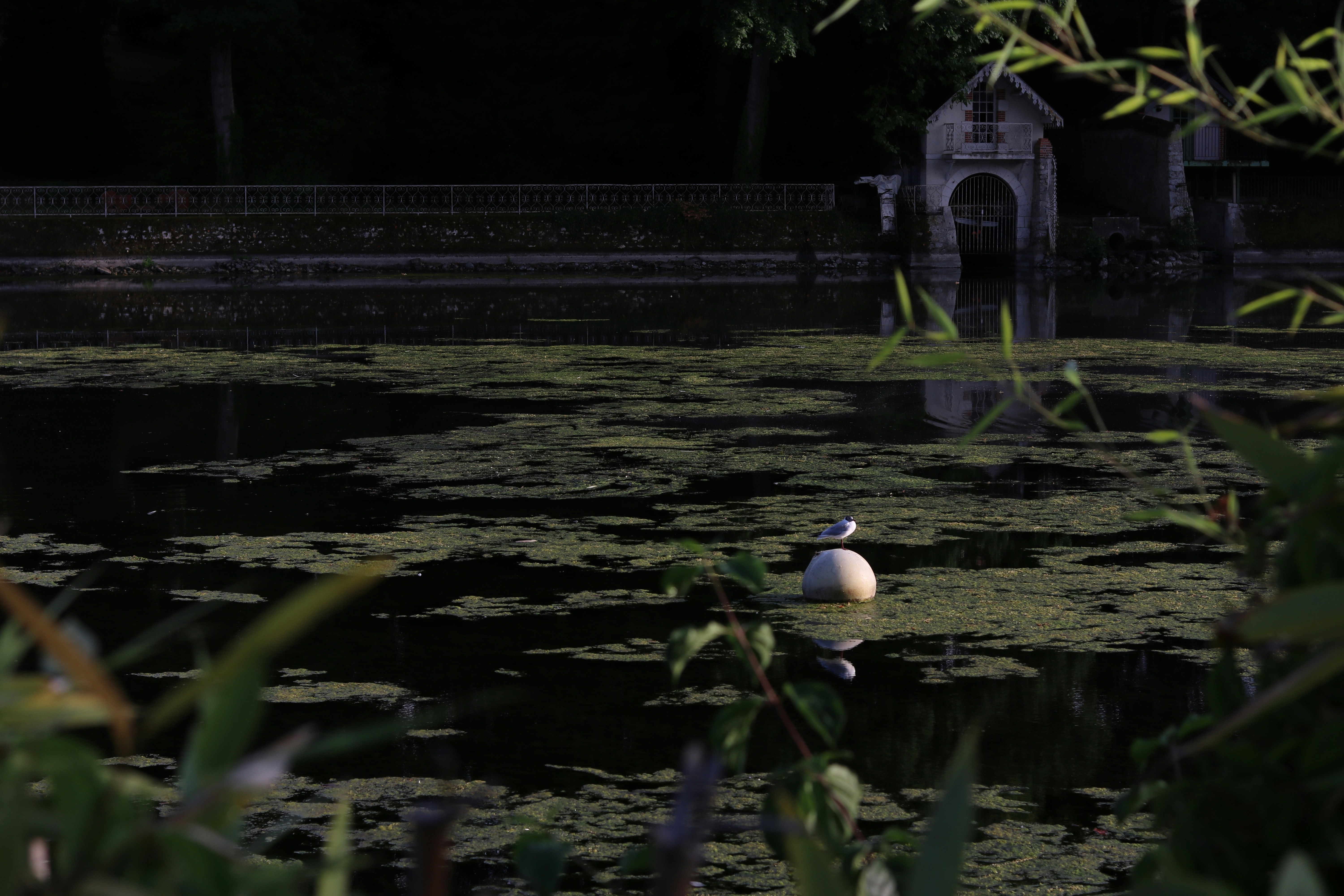 Serenity on Still Waters